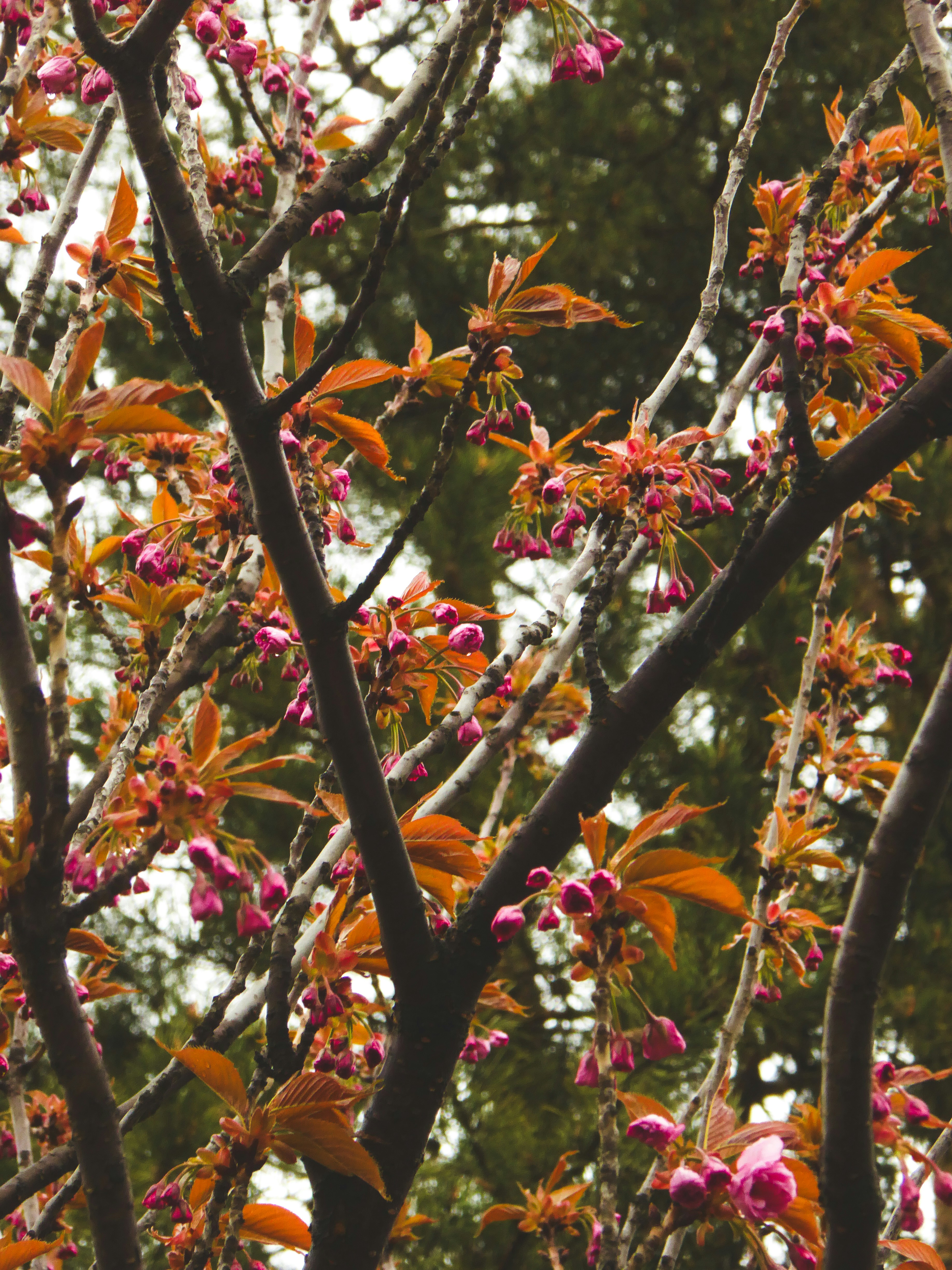 Crimson Buds Among Woven Branches