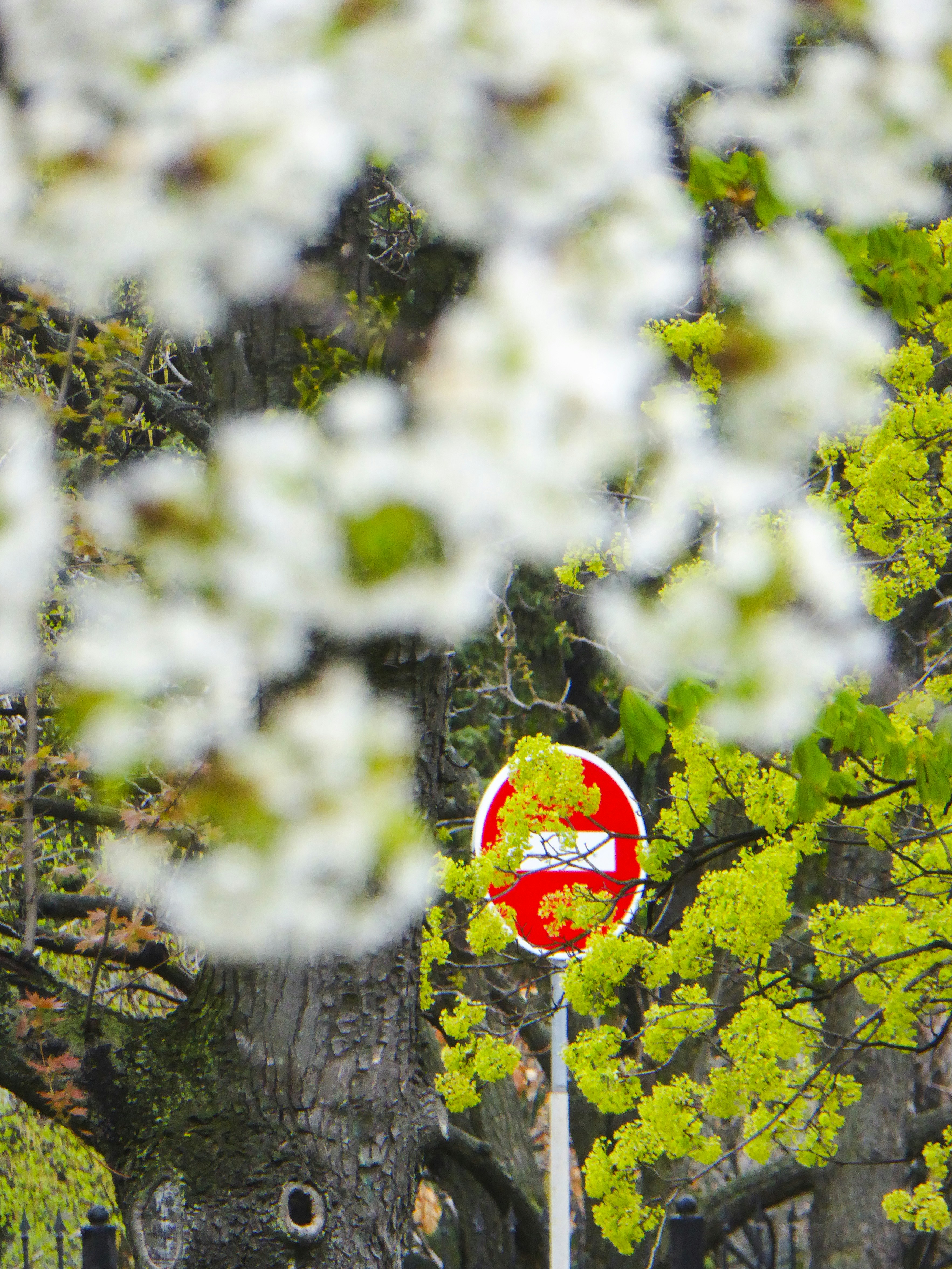Blurred blossoms frame a distant red sign behind a sunlit canopy