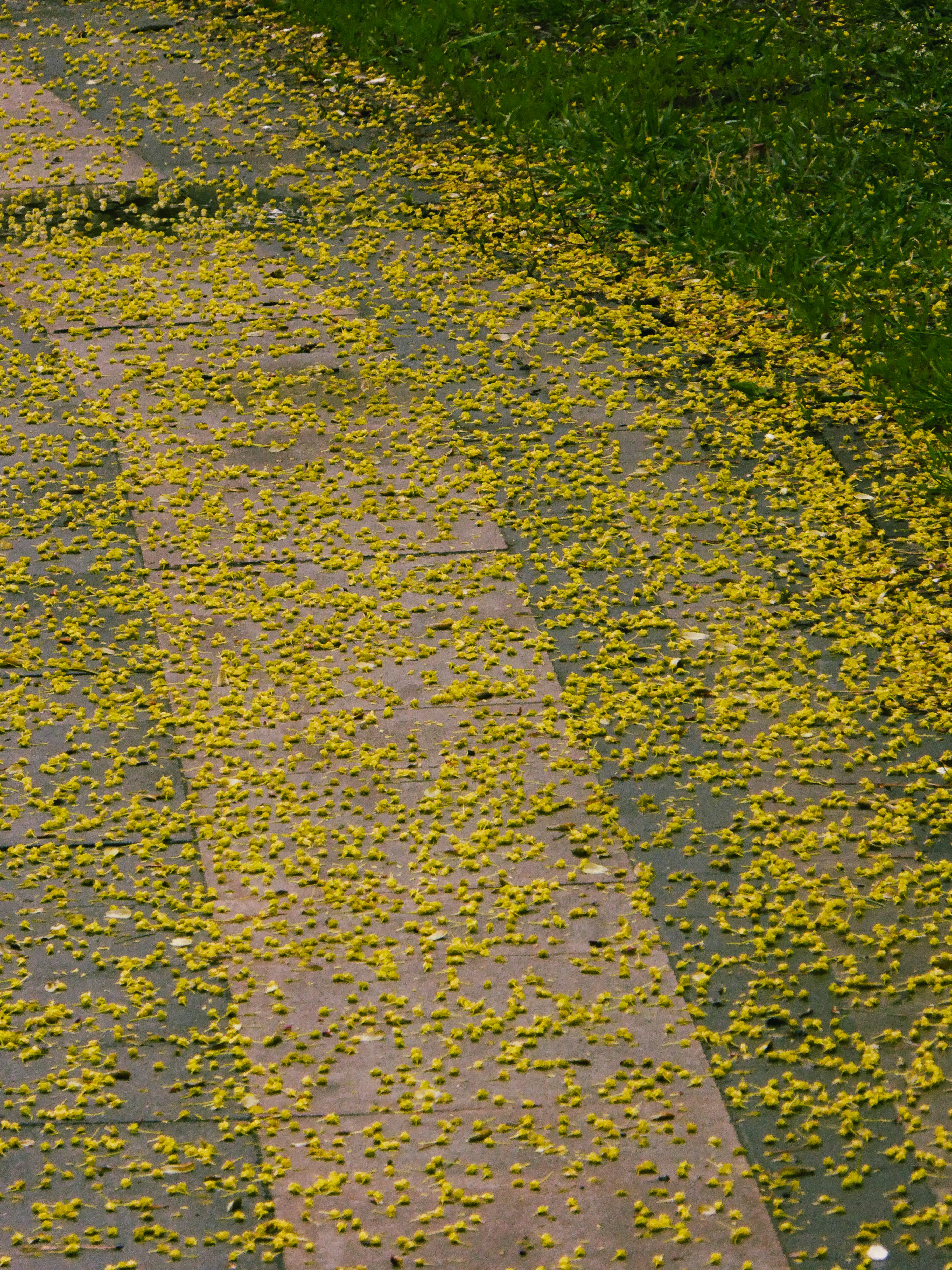 Yellow petals scattered on a stone path next to grass.