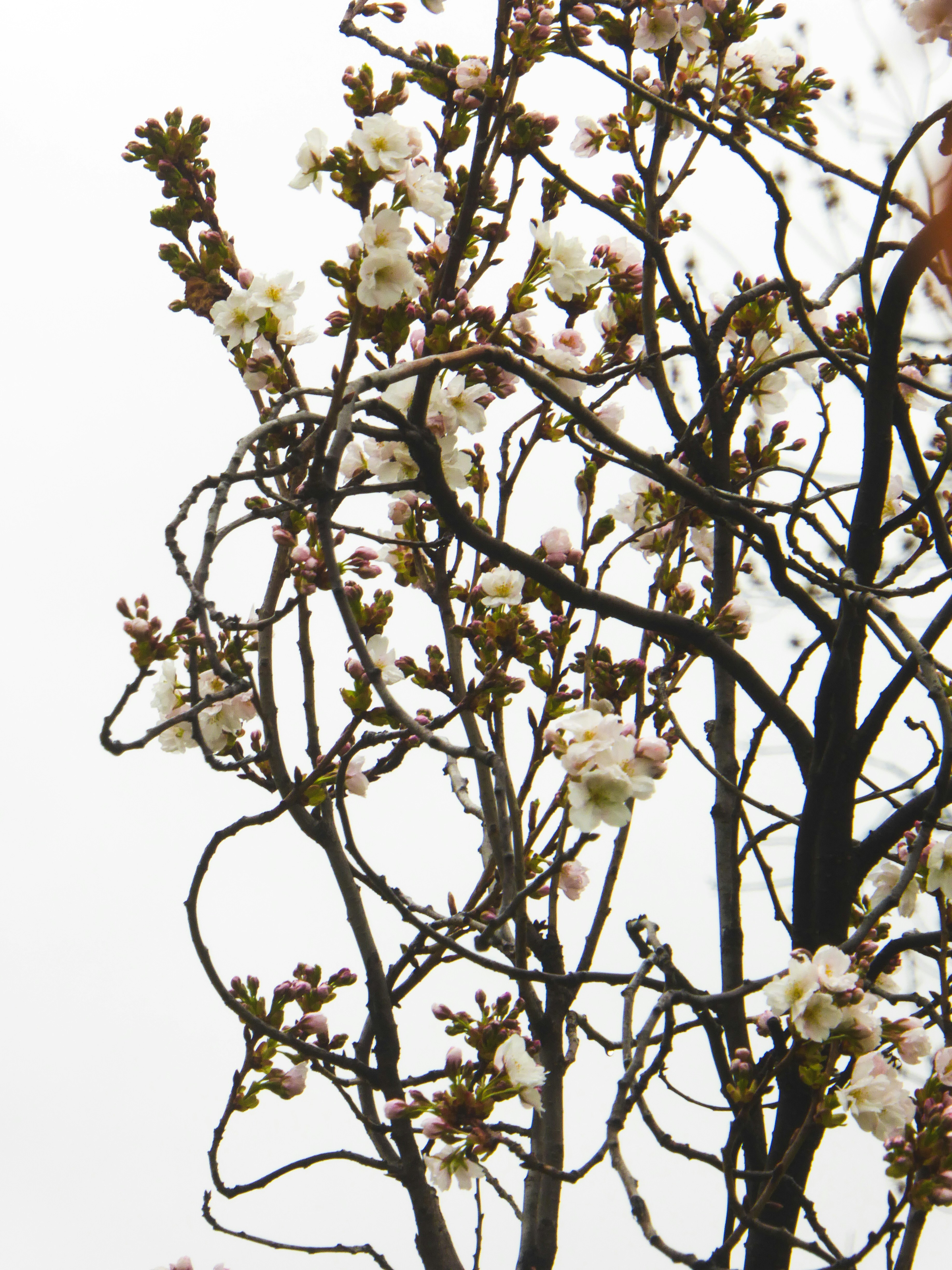 Blooming Branches in a Quiet Skies