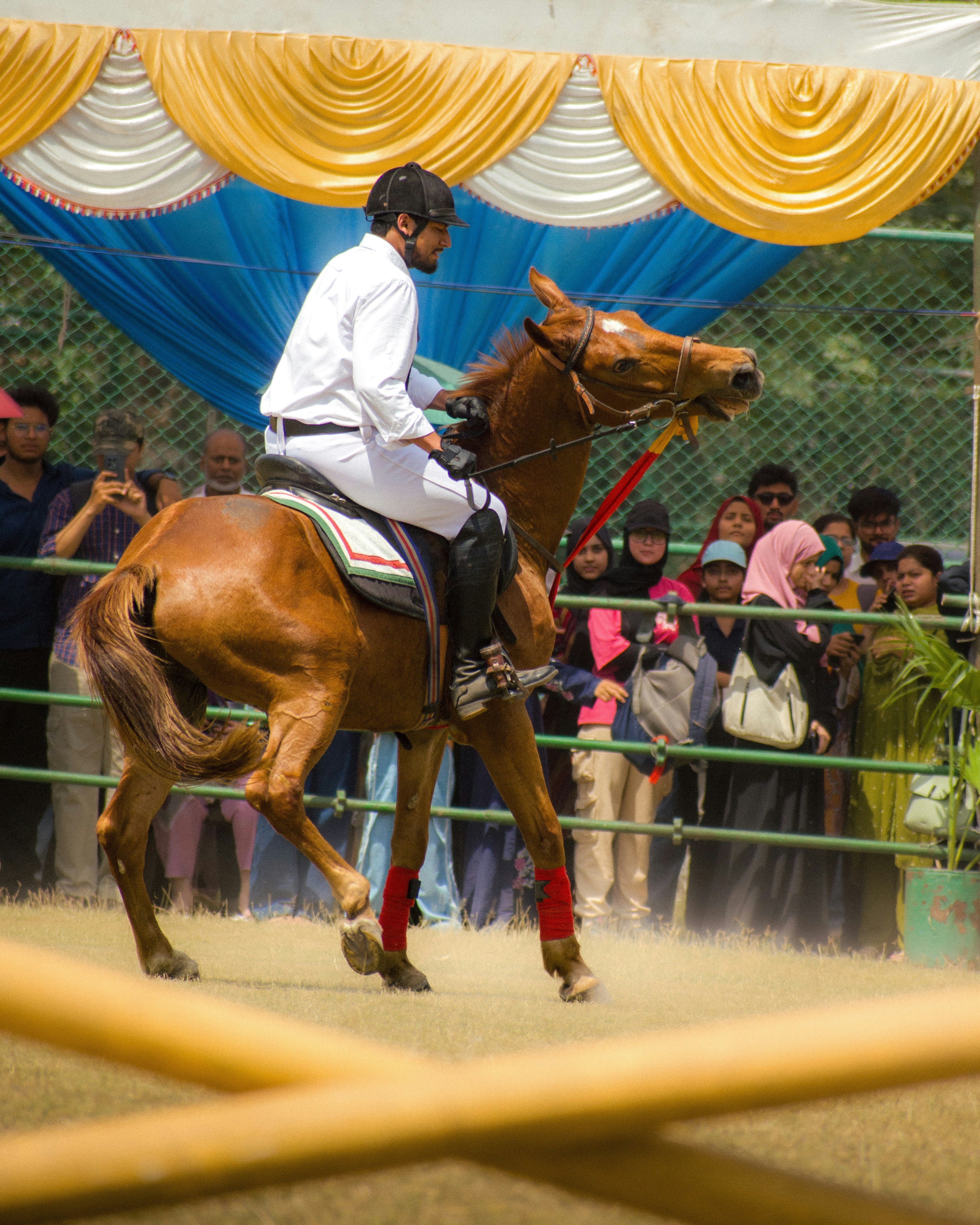 Equestrian Spotlight: A Rider Commands a Gallop at a Bustling Arena