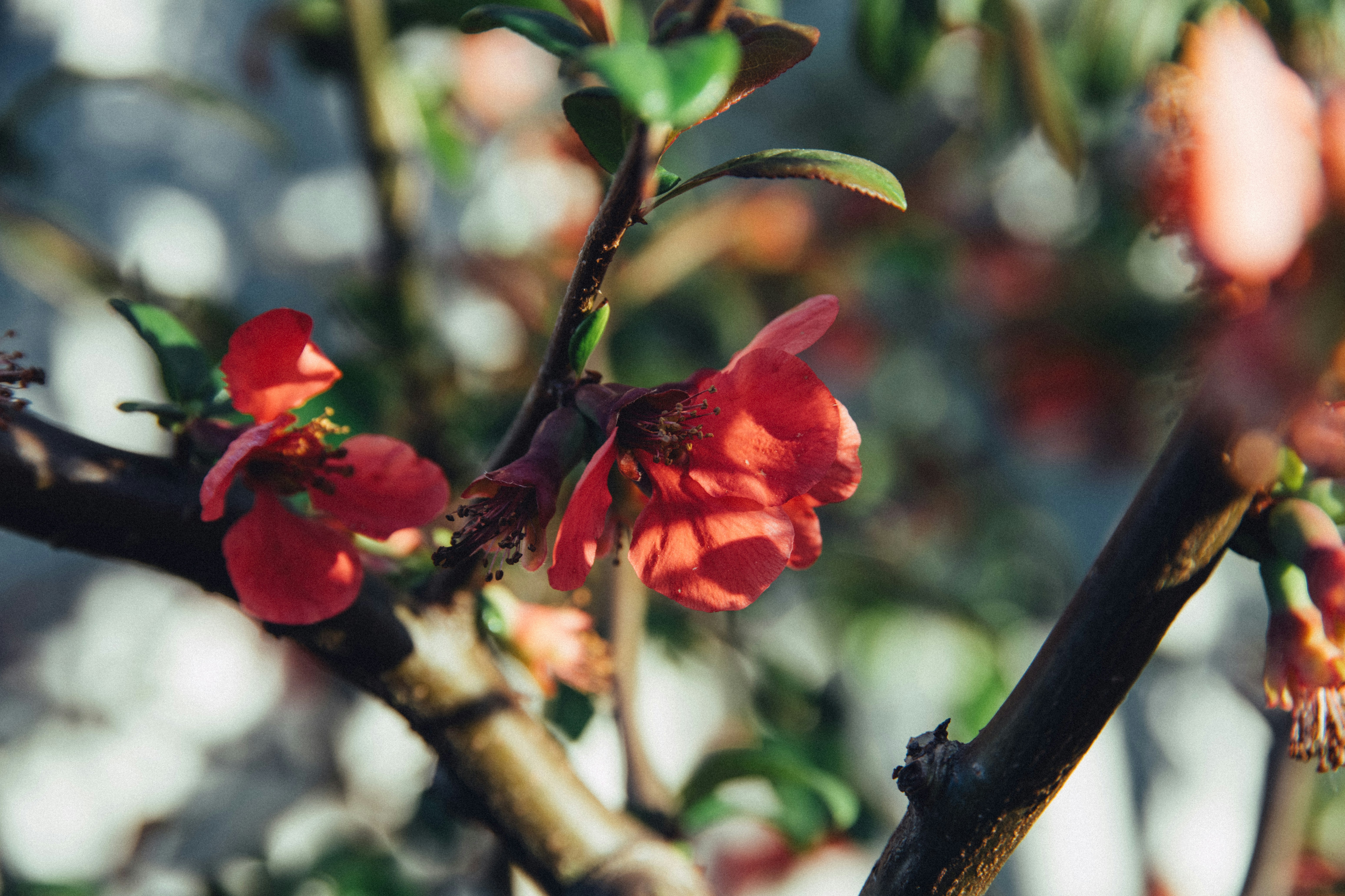 Crimson Bloom on a Sunlit Branch