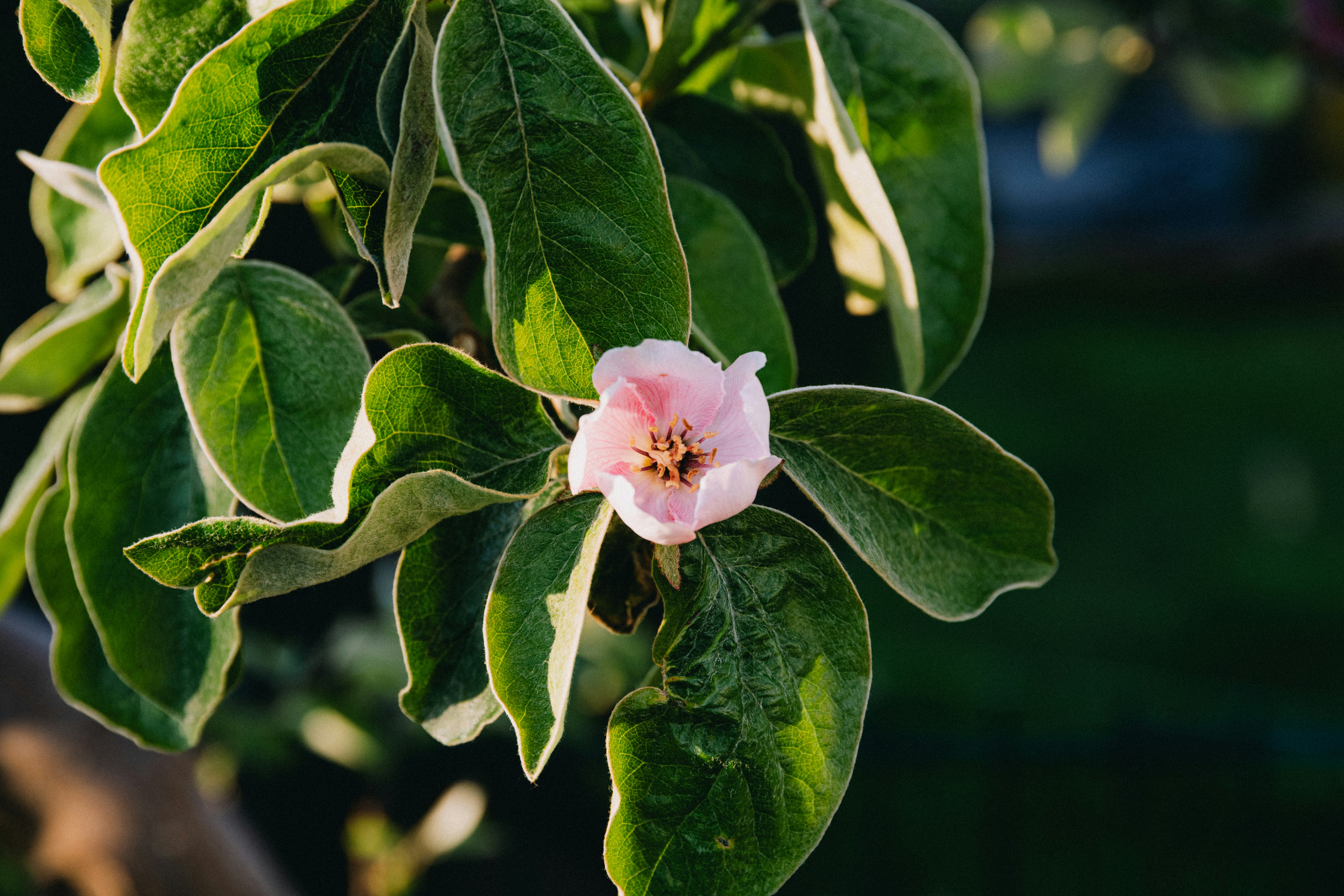 Pink bloom nestled among glossy green leaves