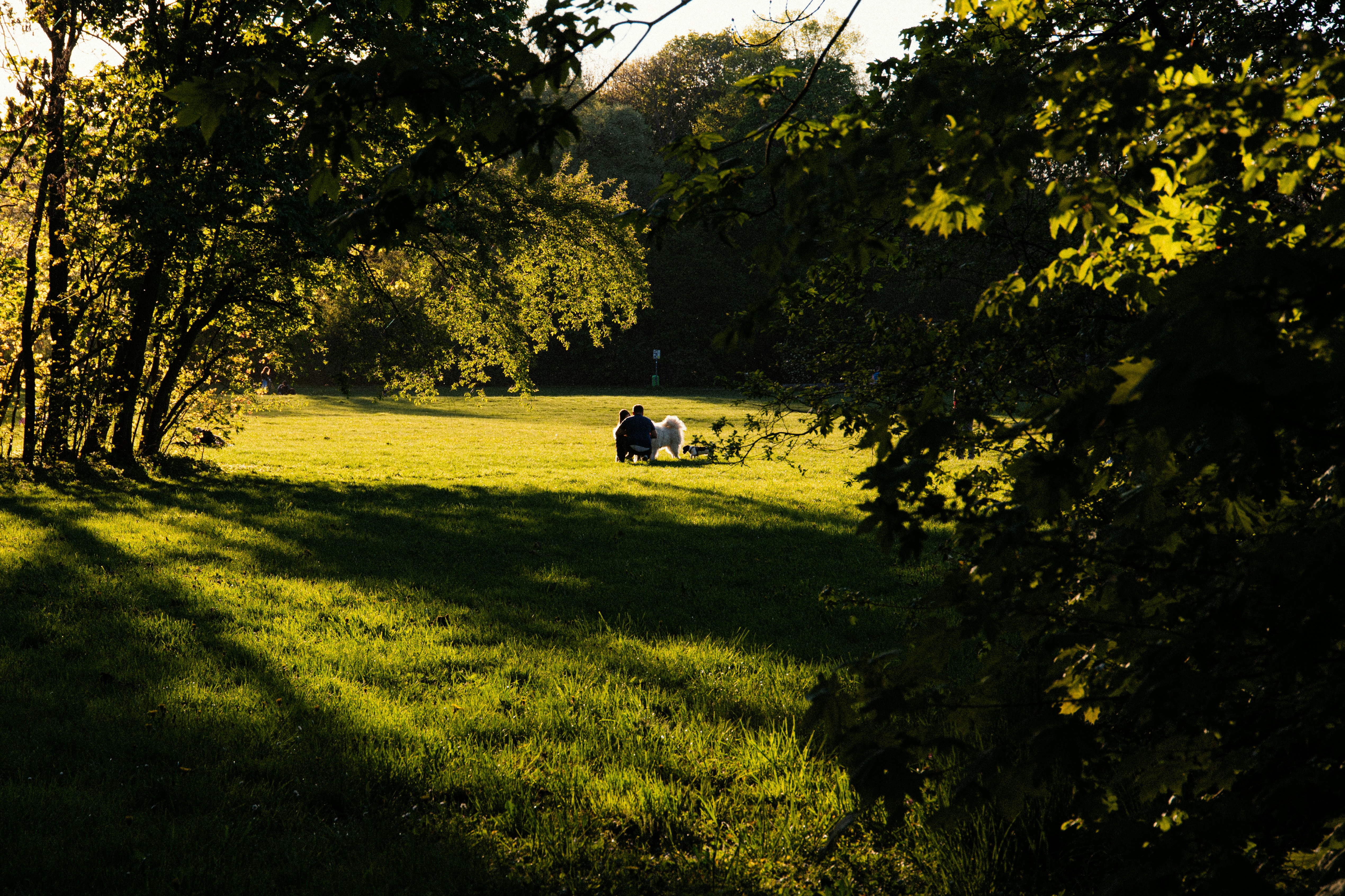 Sunlit Meadow Moment: A Quiet Bench Beneath Dappled Shade