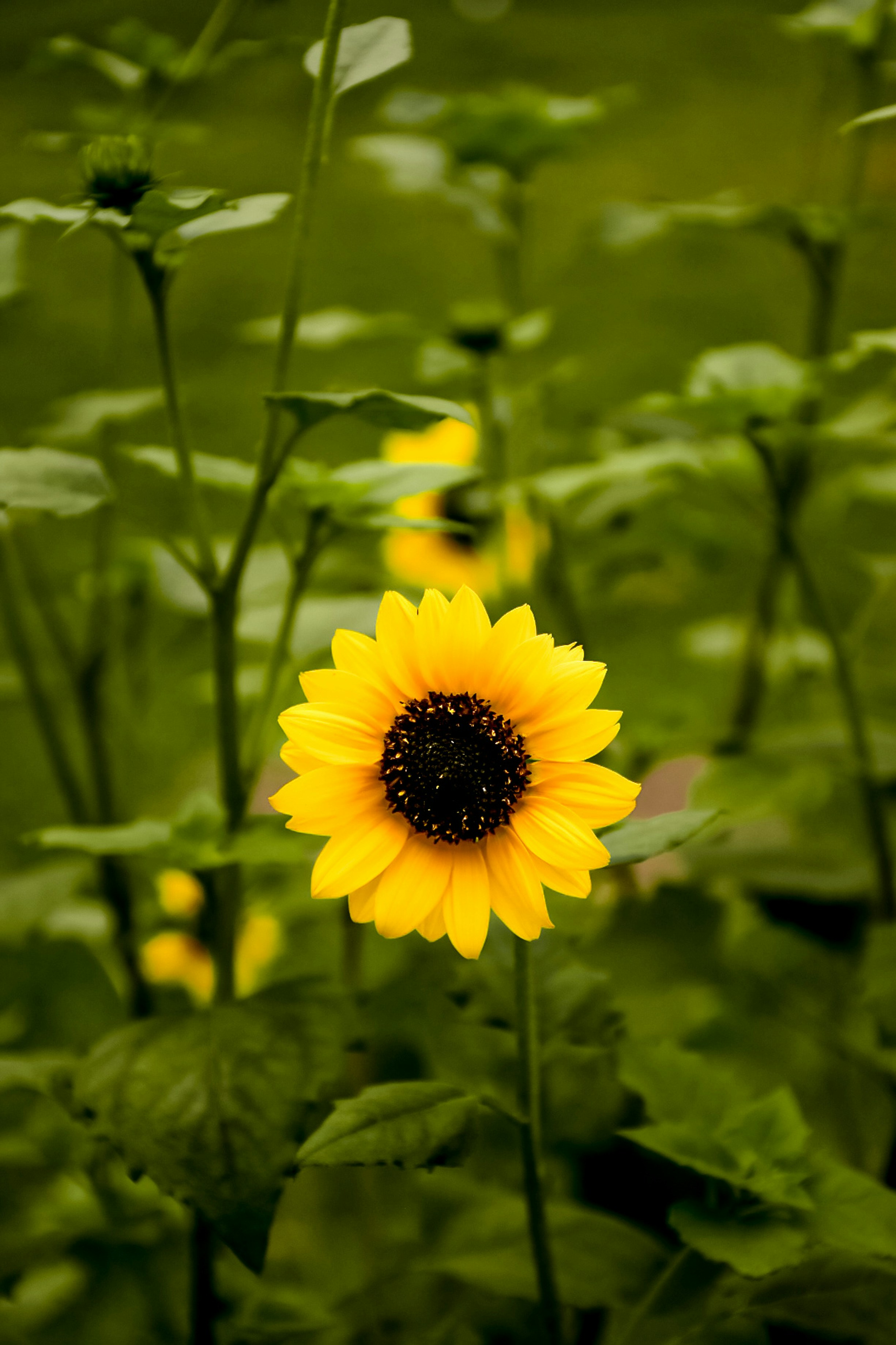 Sunlit Helianthus: A Bold Yellow Bloom in a Quiet Green Field