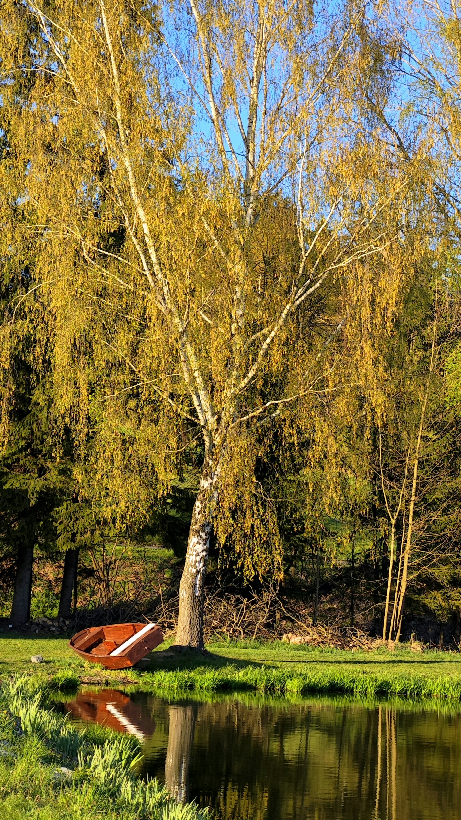 Golden Willow by the Quiet Pond