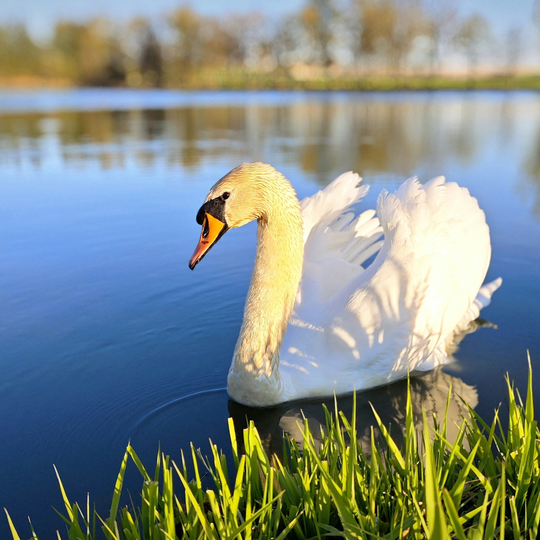 Graceful Swirl: A Swan Cut Across the Calm Blue