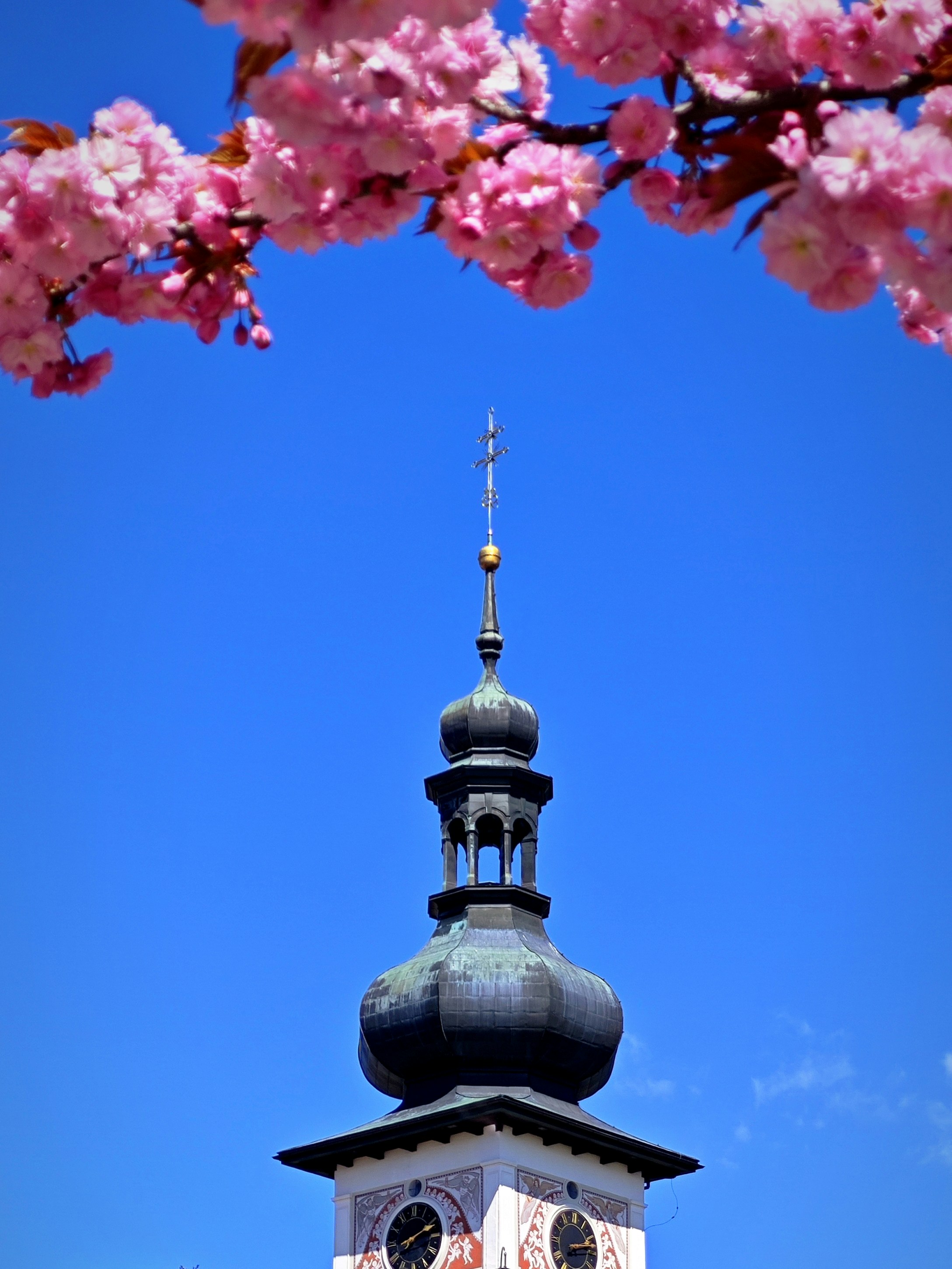 Blue Sky, Pink Bloom: A Dome-Topped Clocktower Reaches Toward Spring