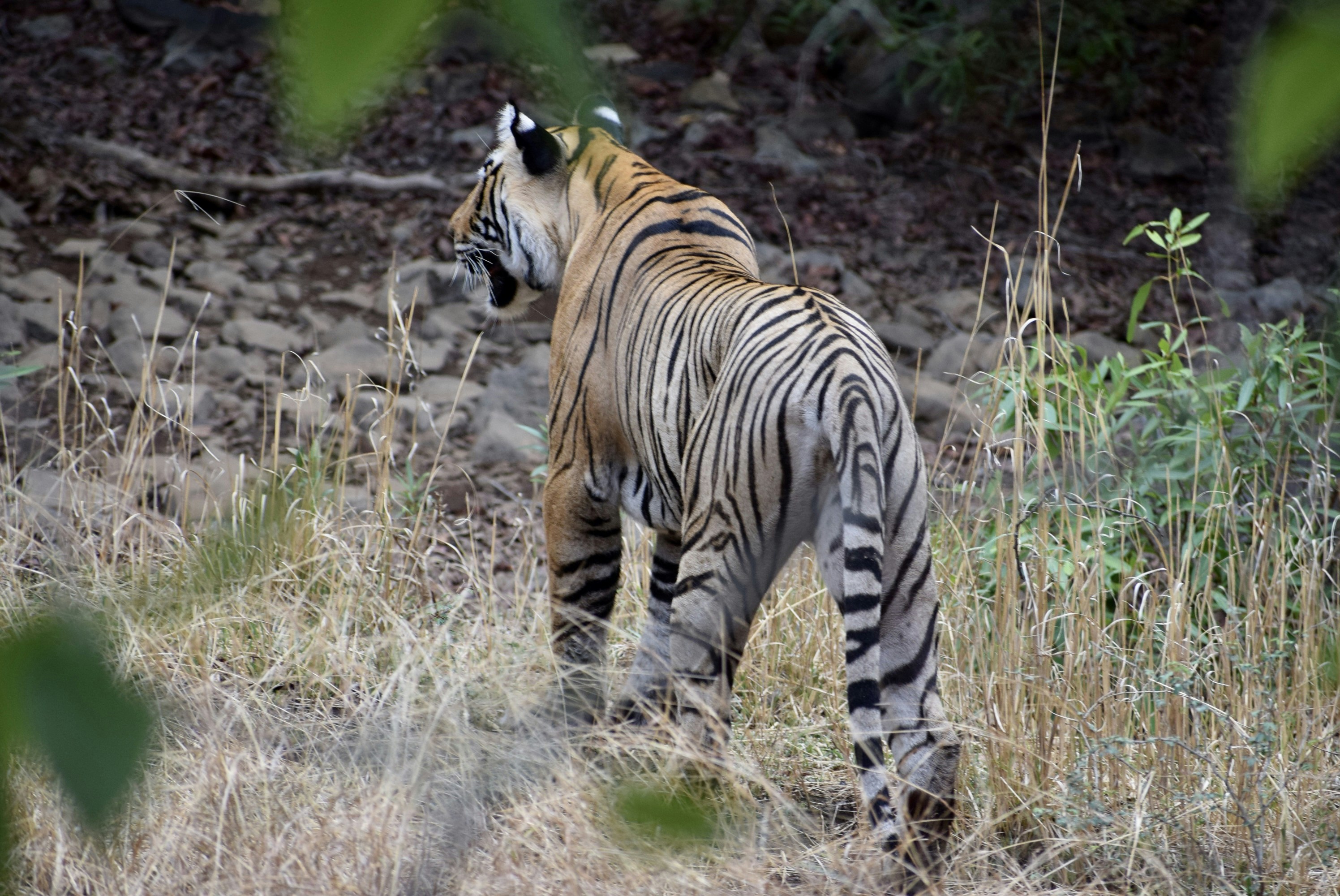 Tiger in Dry Grass: A Side Profile Through Narrow Corridor