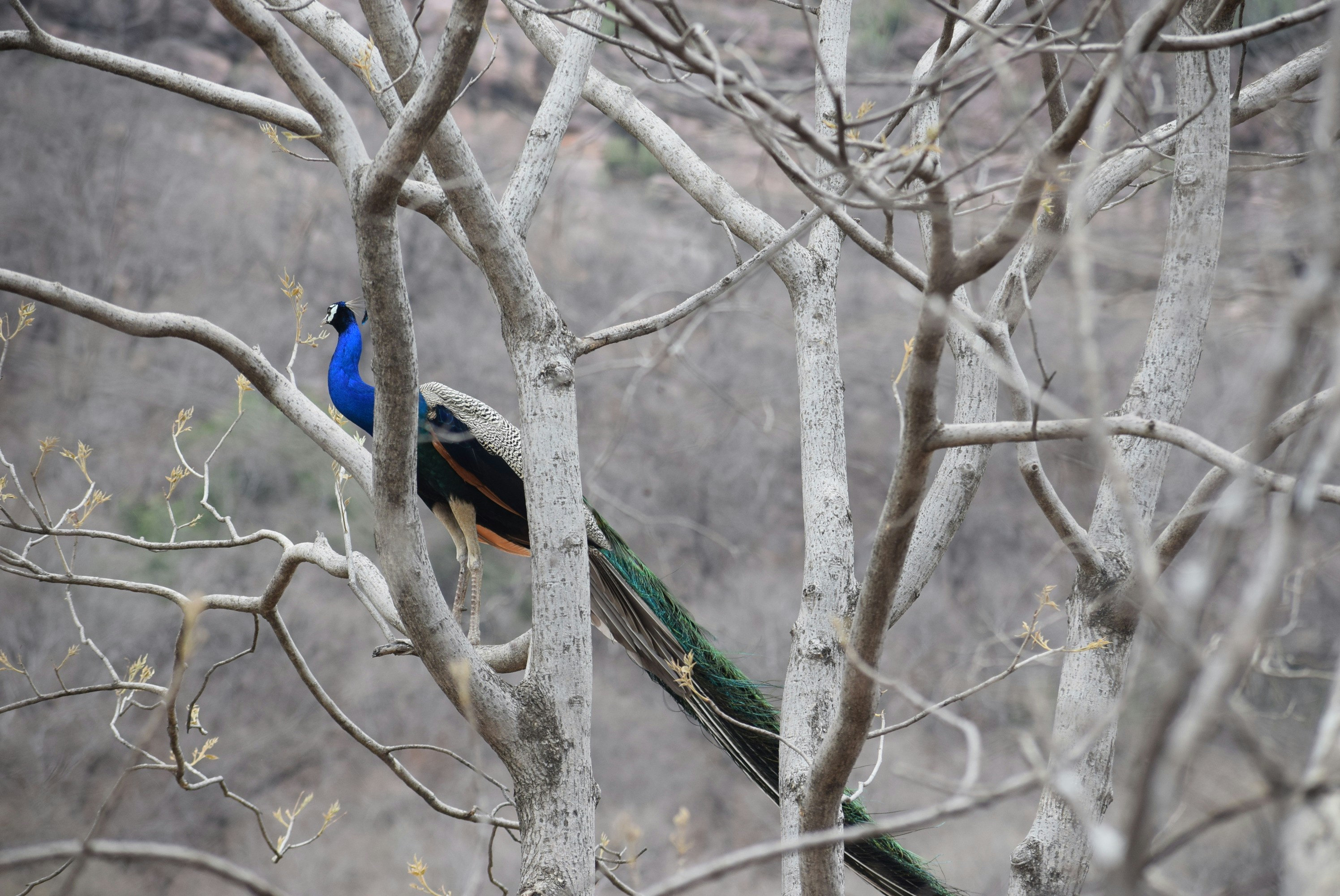 Azure Crest in the Winter Thicket
