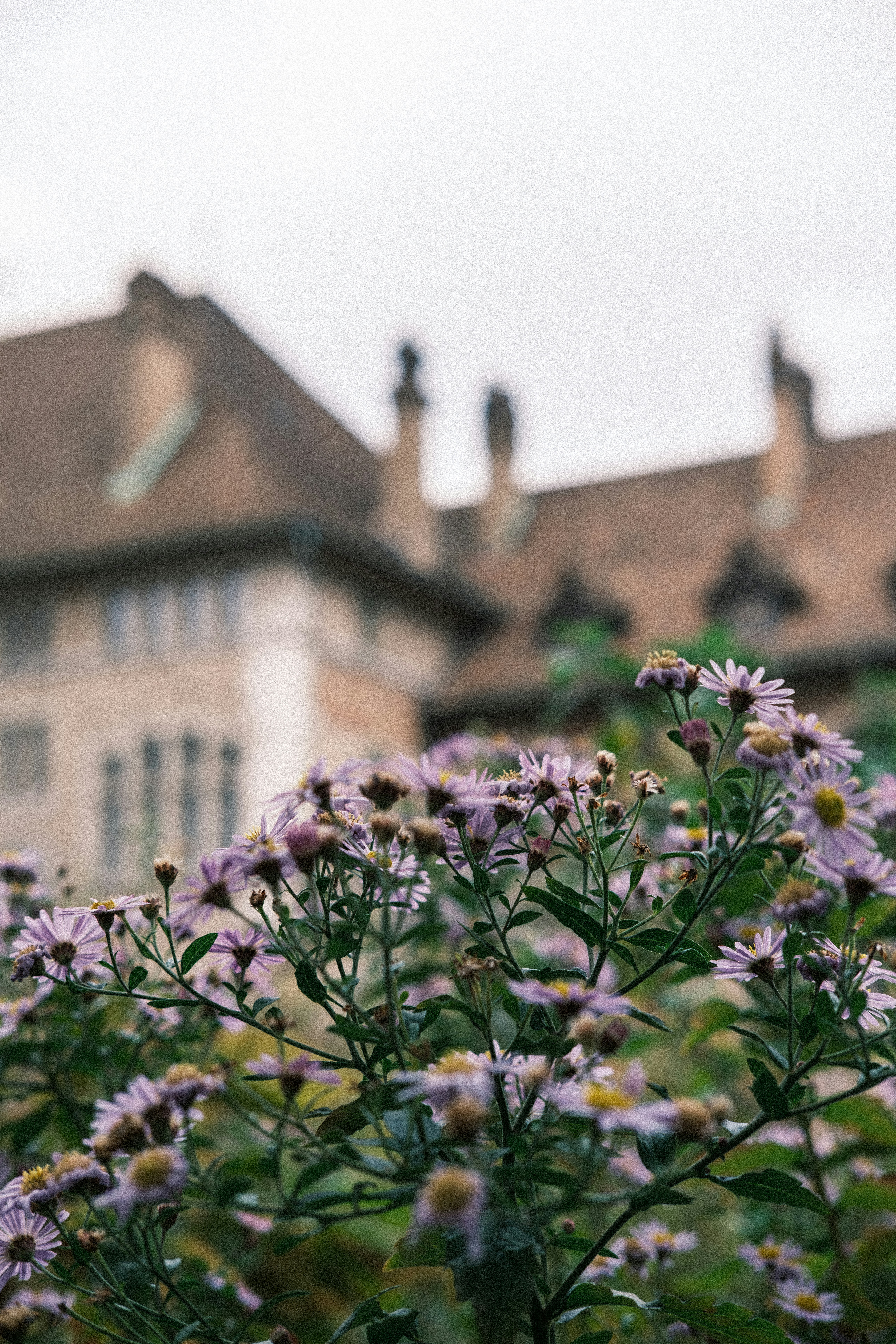 Lilac-rose bloom in foreground with historic roofline backdrop