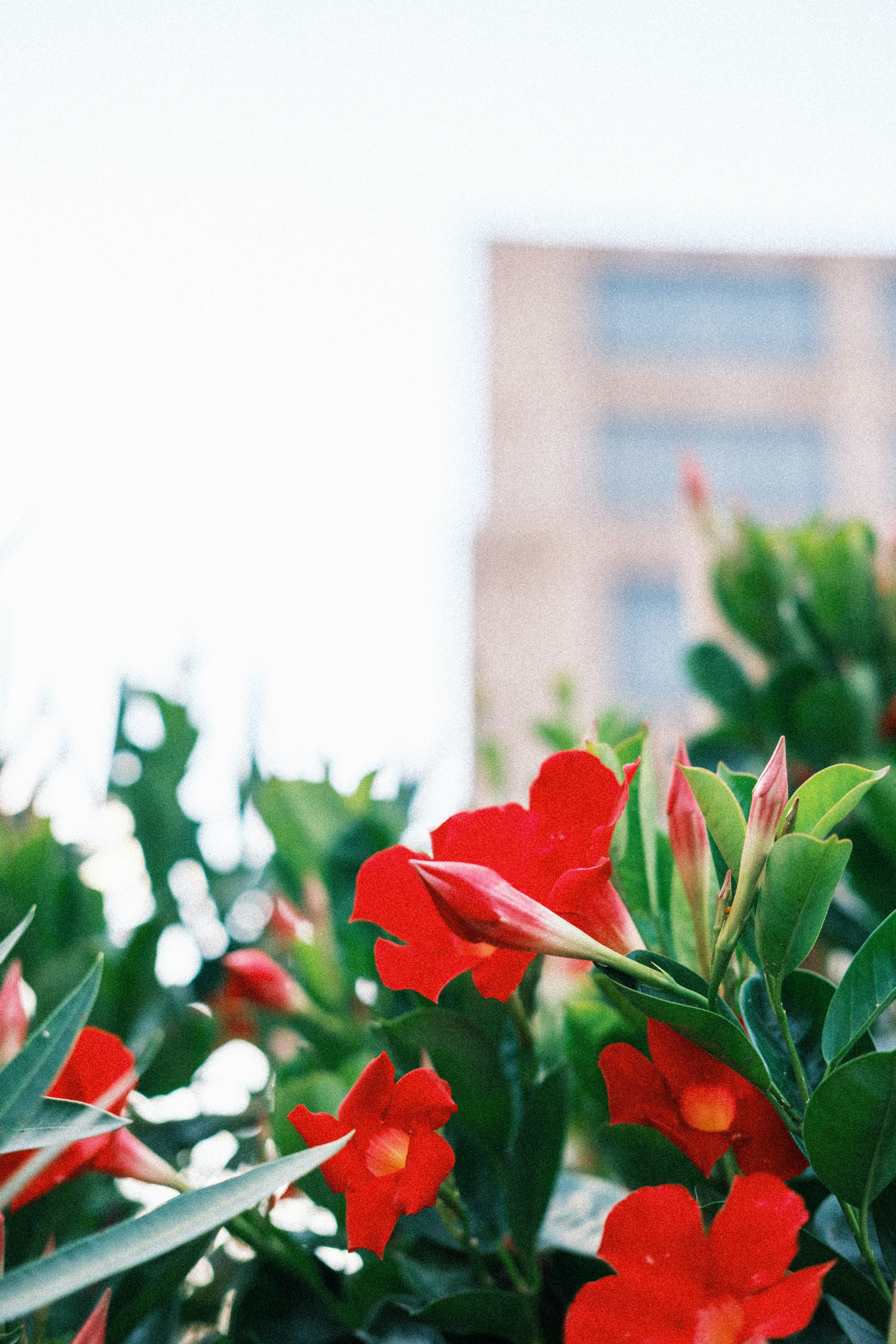 Red blooms meet urban backdrop: a sunlit garden close-up