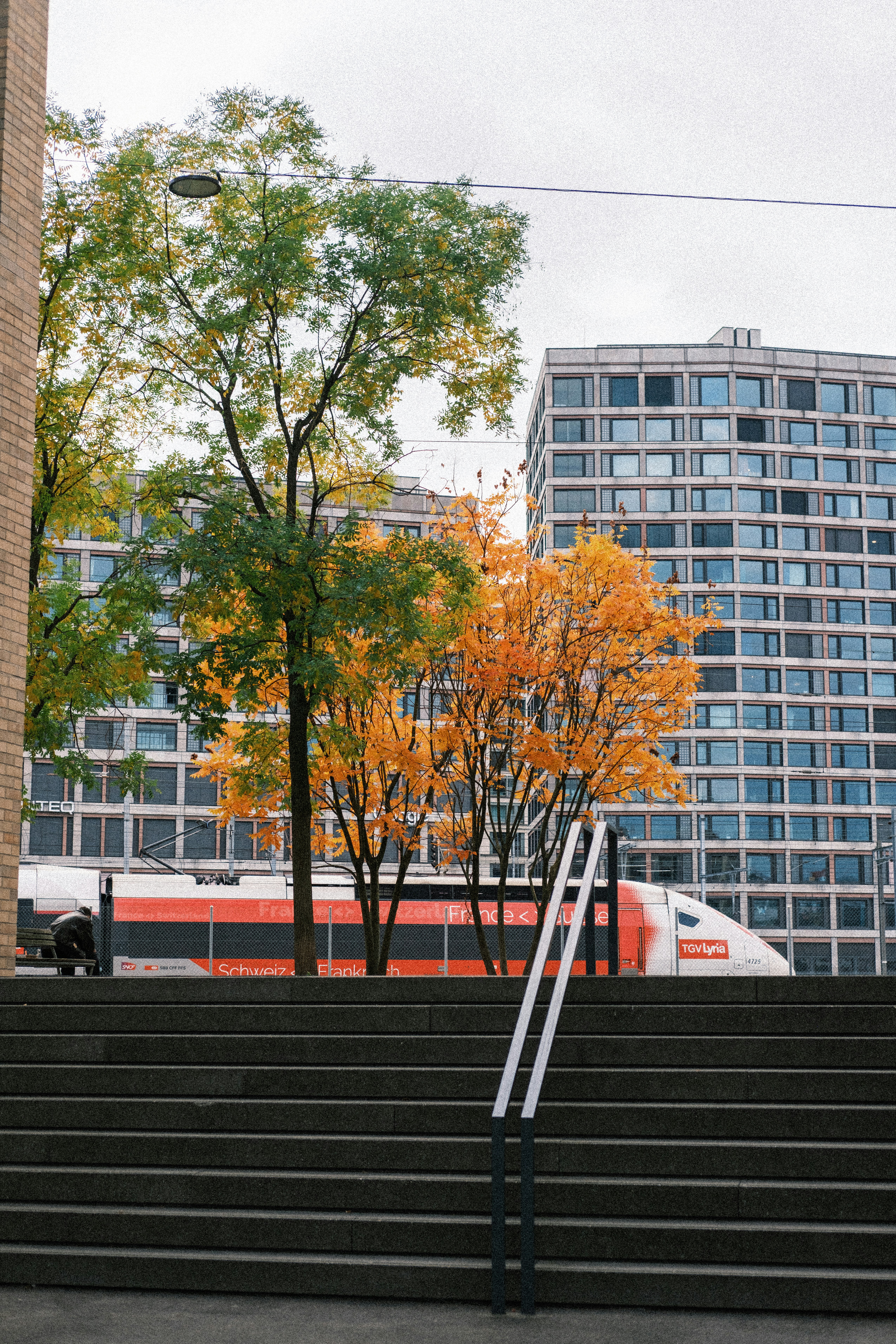 Autumn Trees Framing a Modern Cityscape