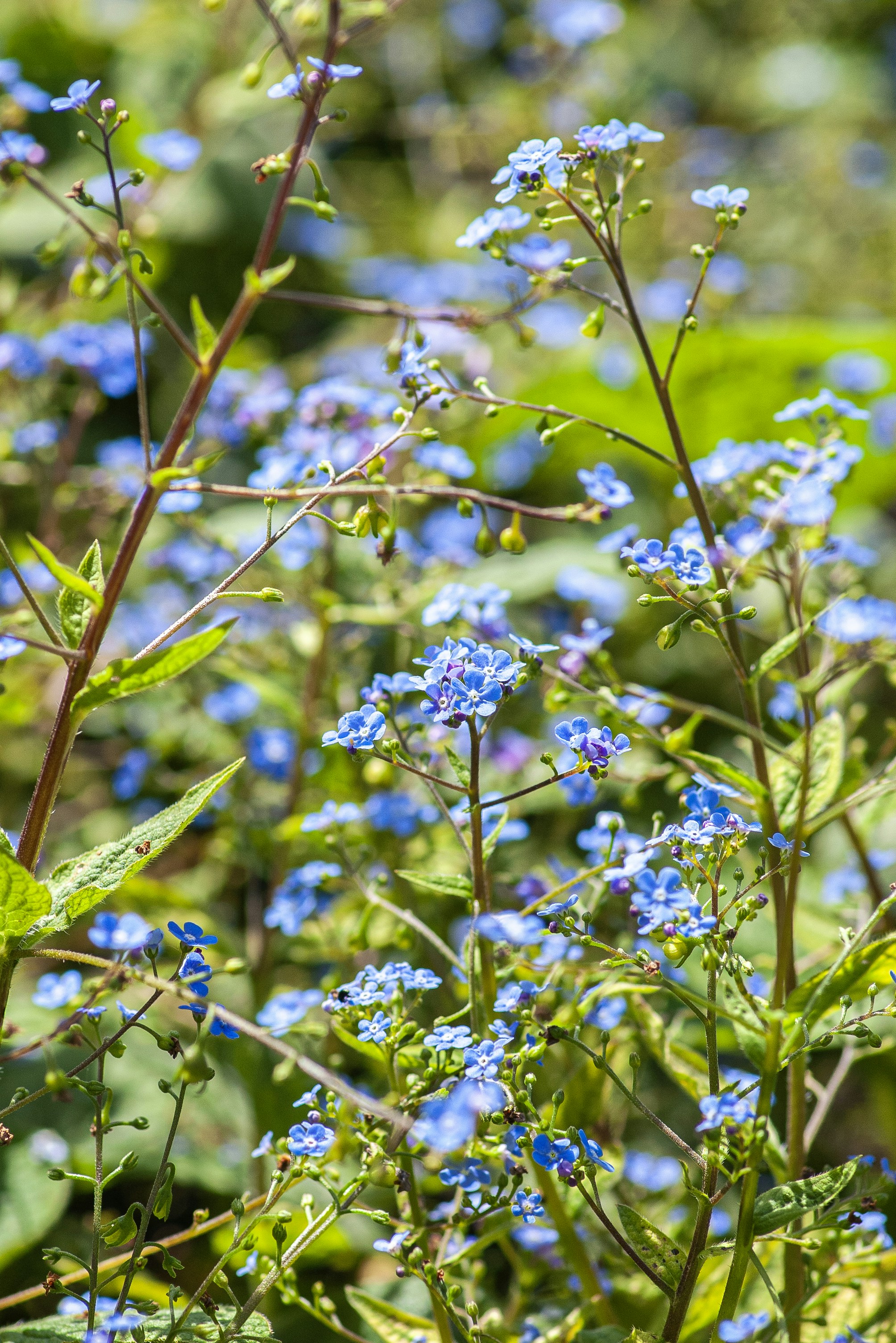 Blue whispers among green stems: a field of Forget-me-nots in bloom