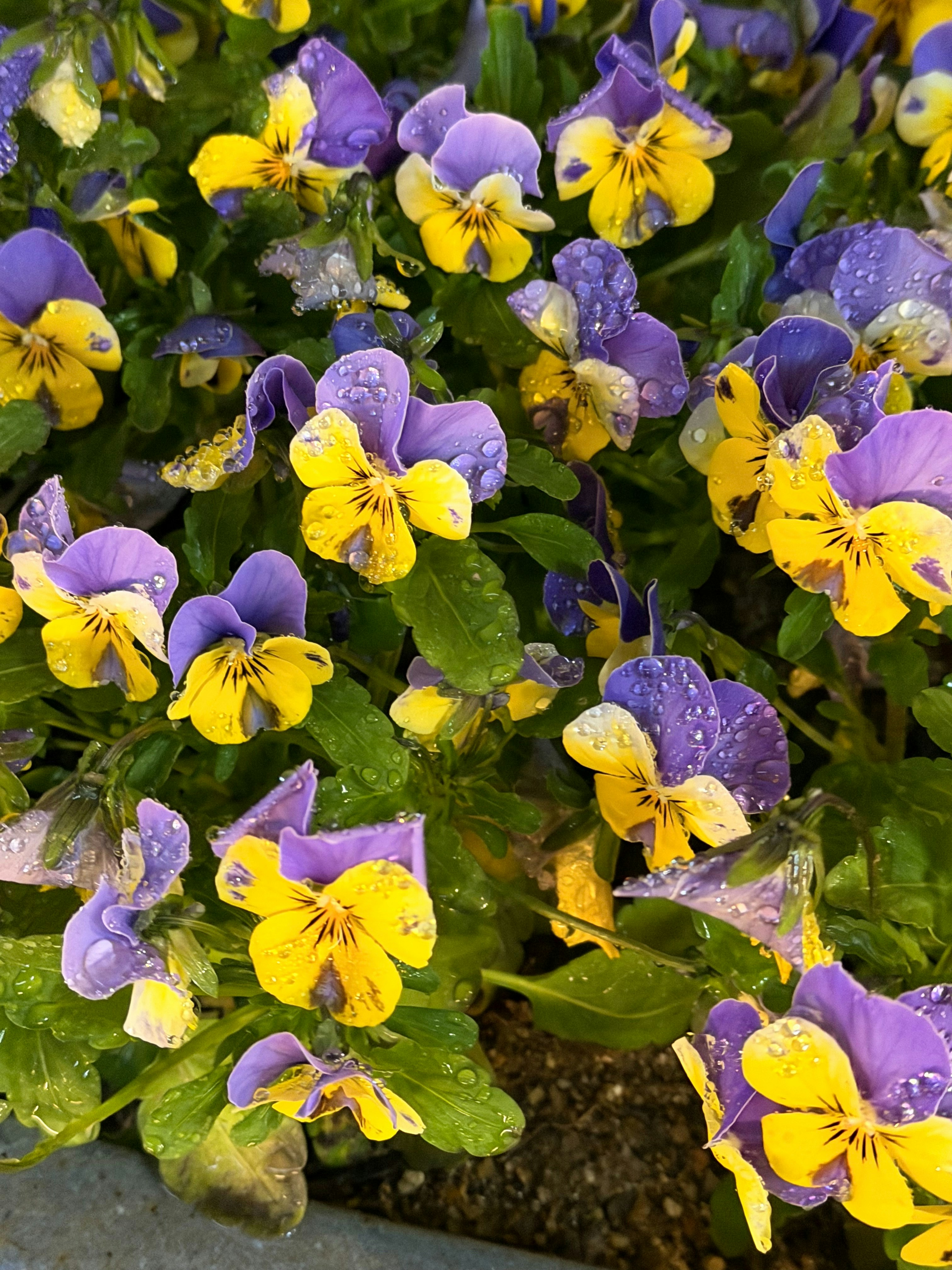 Violet and Amber Viola Bed with Dew-sparkled Petals