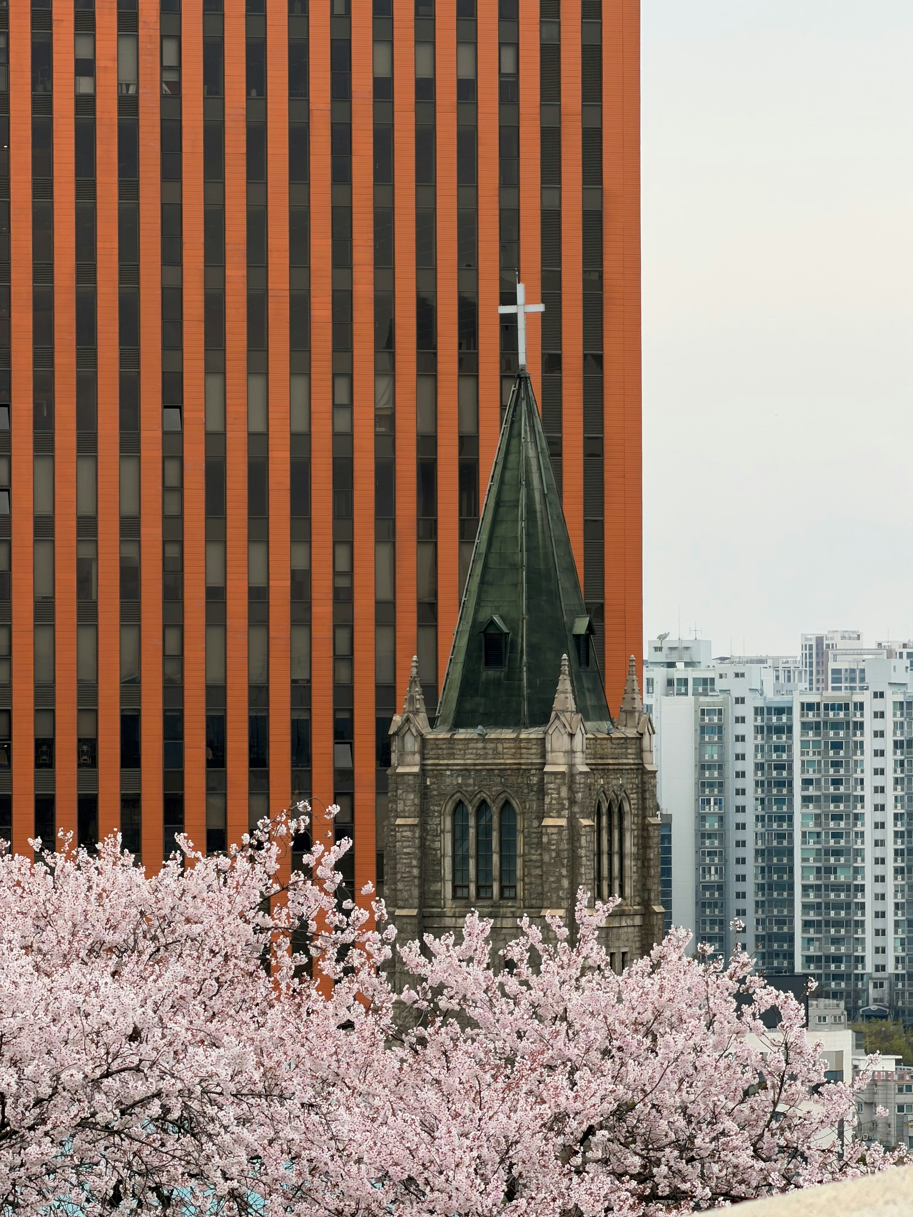 Cherry Blossoms against a Brutalist Giant: A Cathedral Roof Amid Skyscrapers