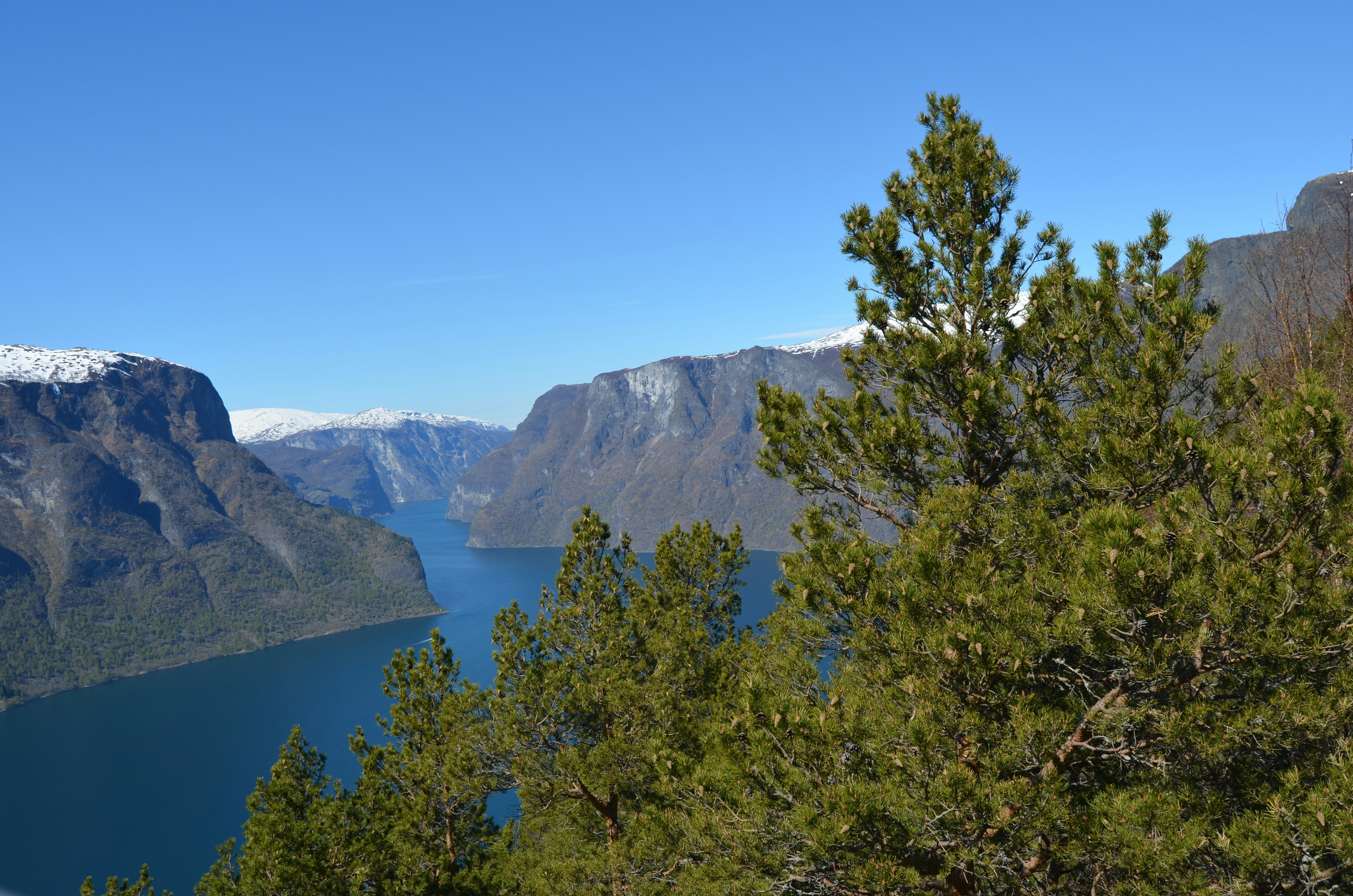 Overlooked Fjord: Pines Framing a Mountainous Sea