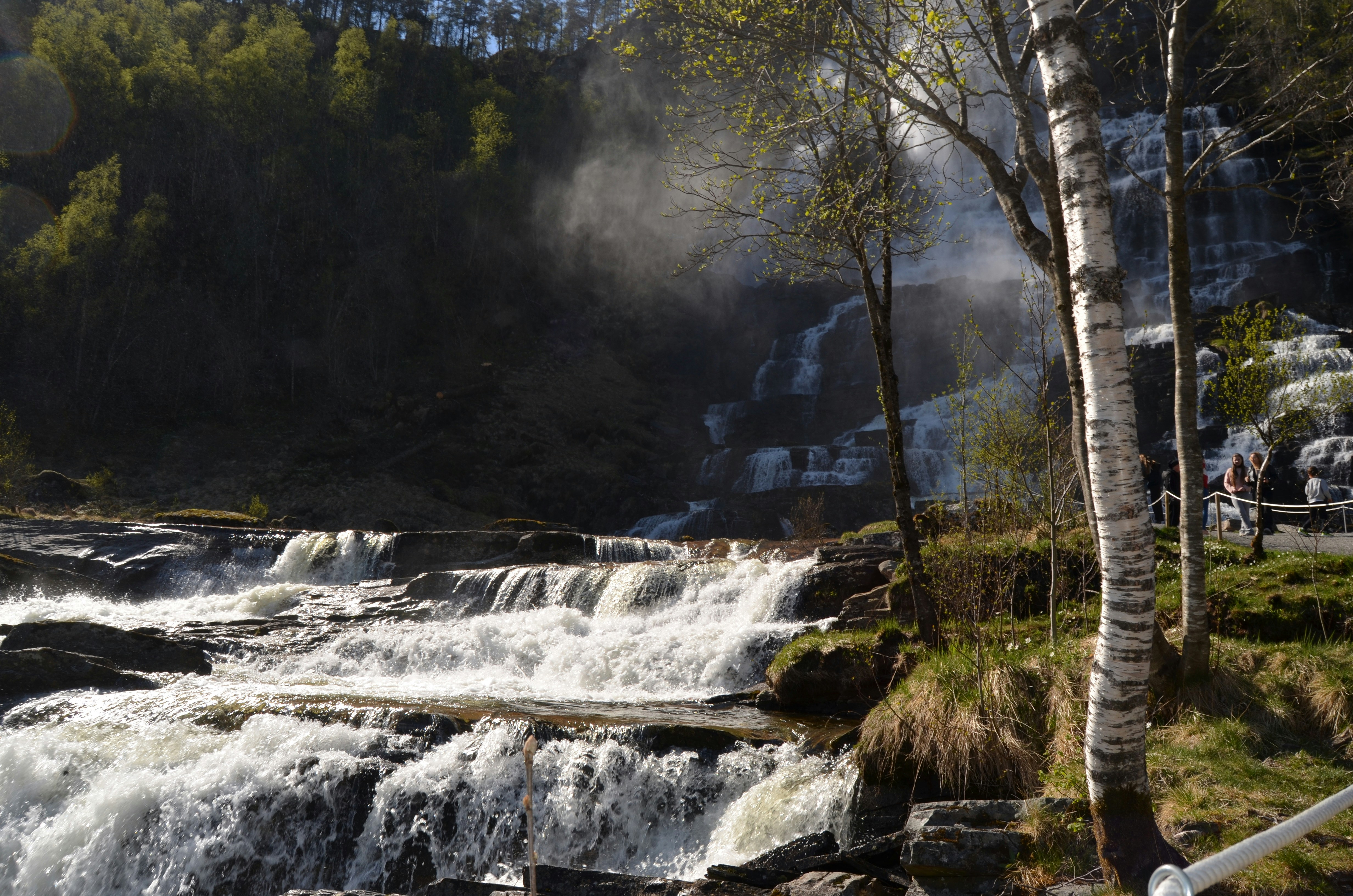 Cascade in Quiet Shadow: A Waterfall Rushing Below Birch and Trail