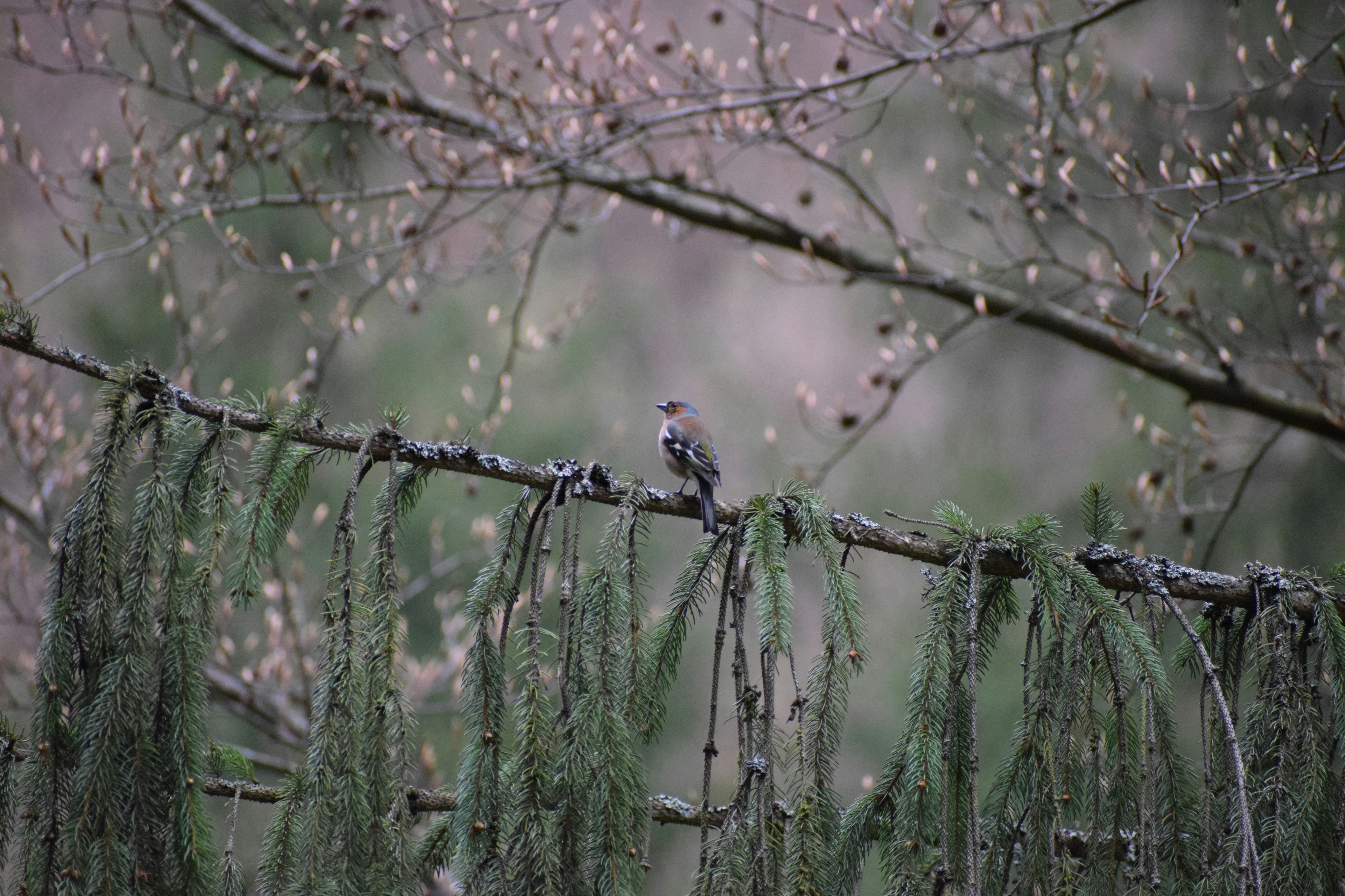 Perched Swift on a Moss-Covered Branch in Dappled Winter Light