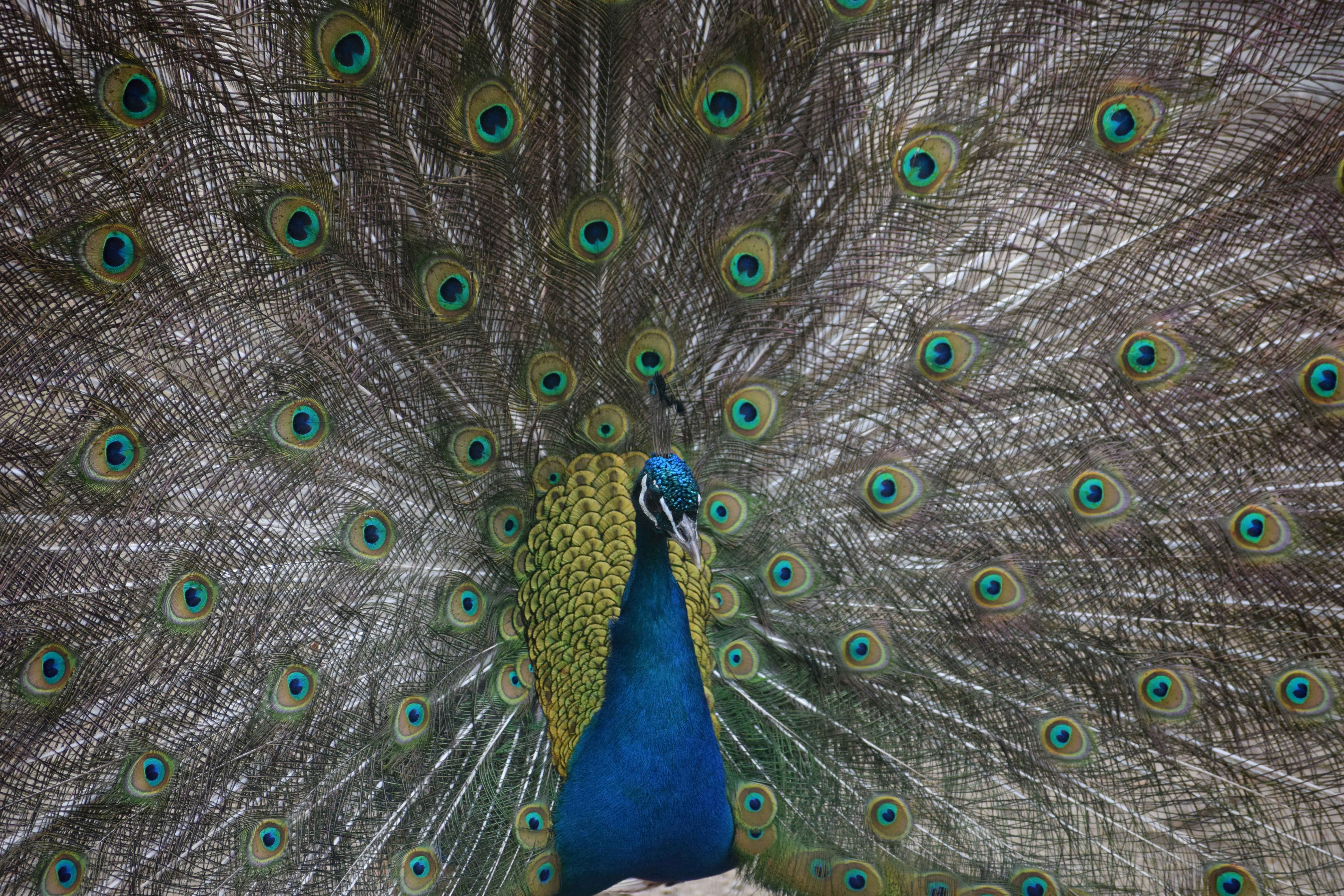 Emerald Crown: A Peacock Splays Its Iridescent Tail