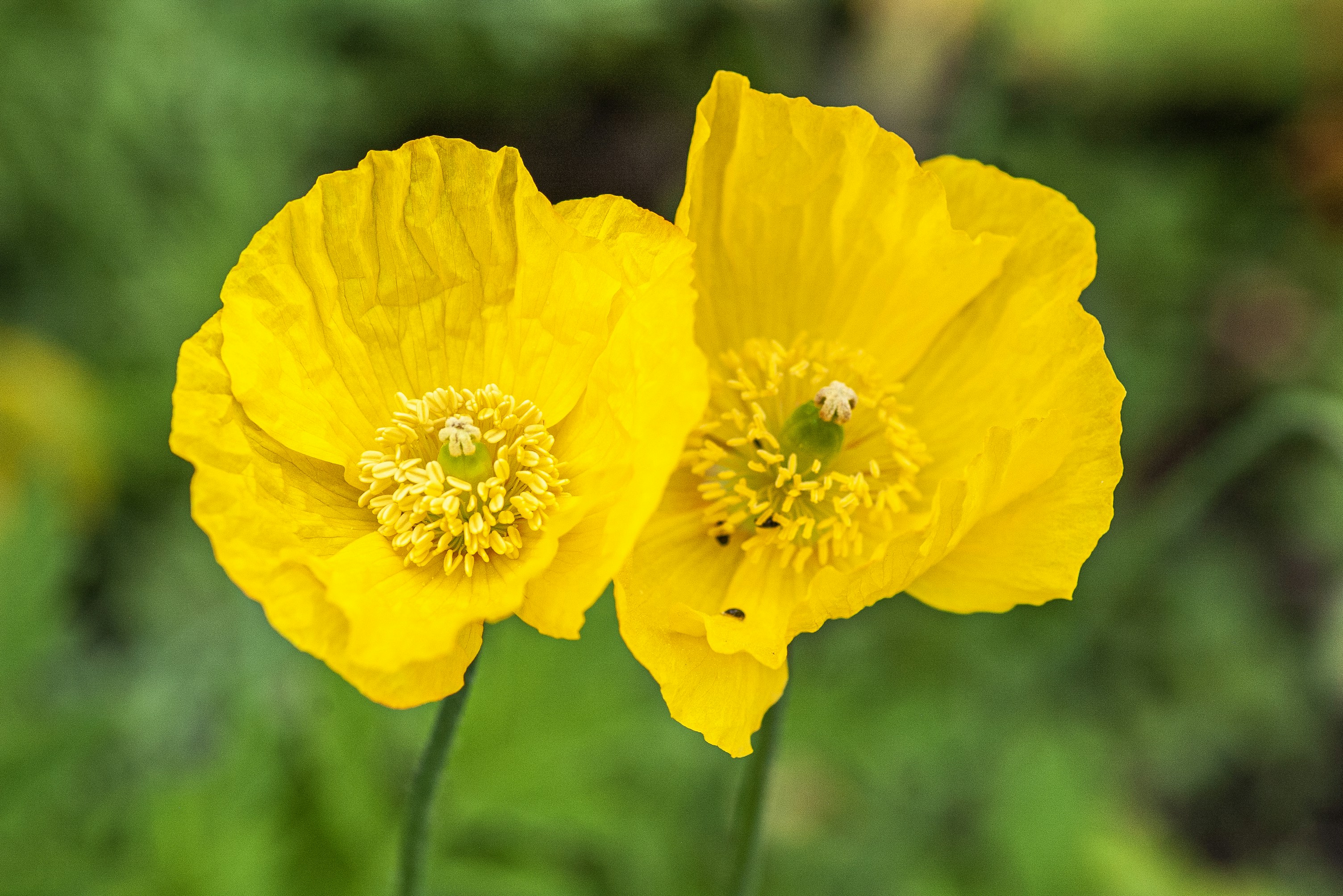 Two Golden Poppies in Soft Green Backdrop
