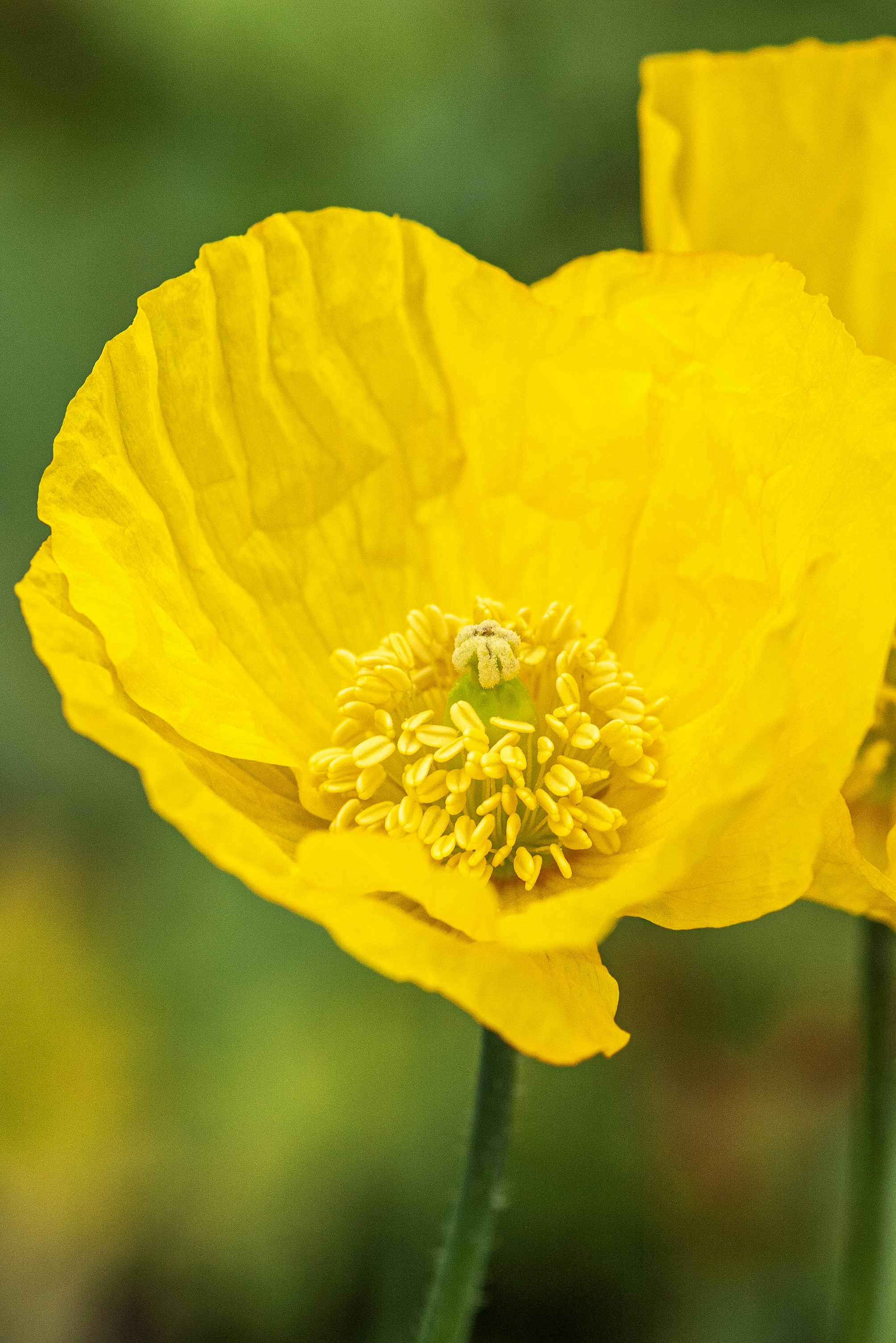 Golden Poppy in Sharp Focus Against Velvet Green