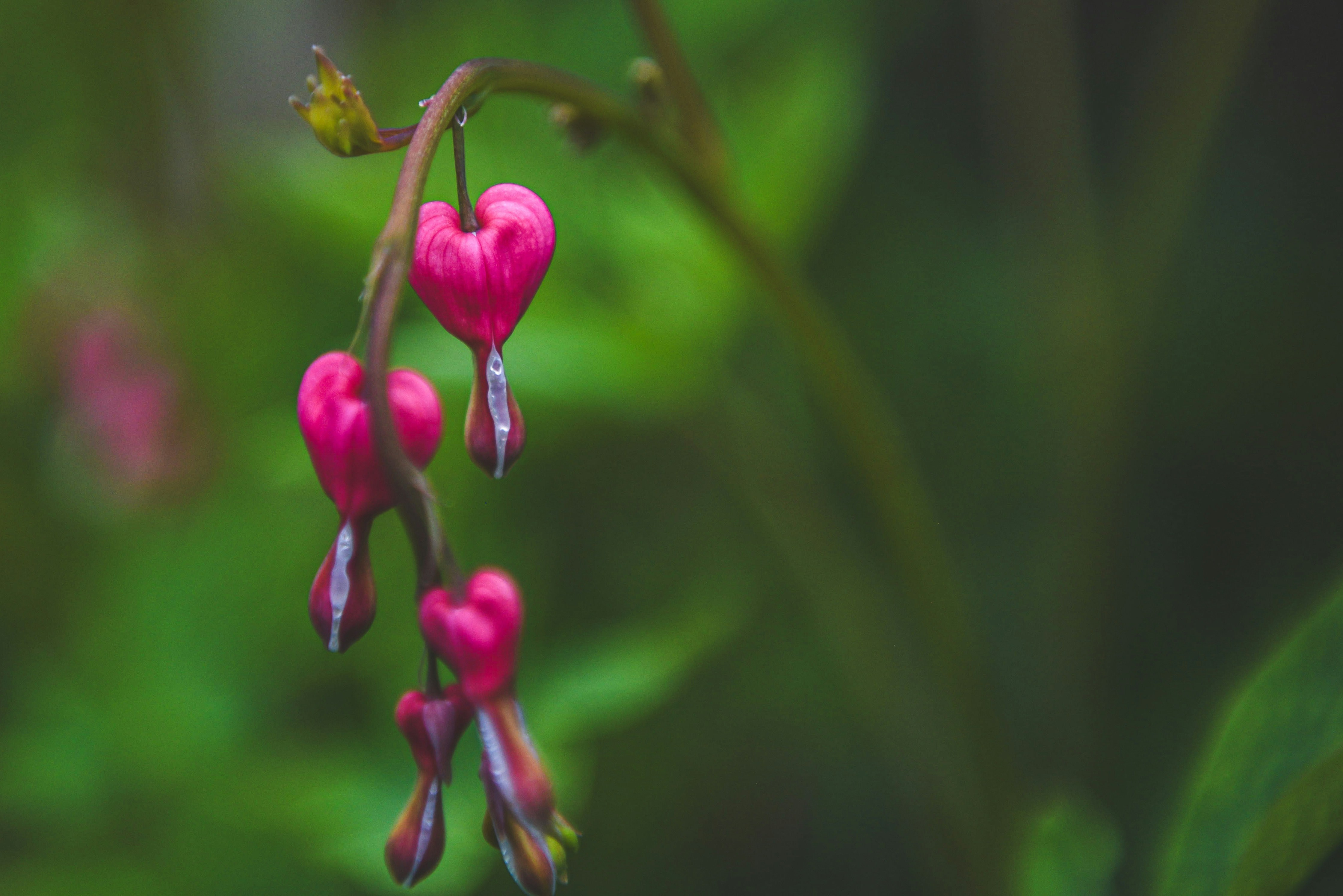 Pink Heart-Flower Cascade in Soft Focus