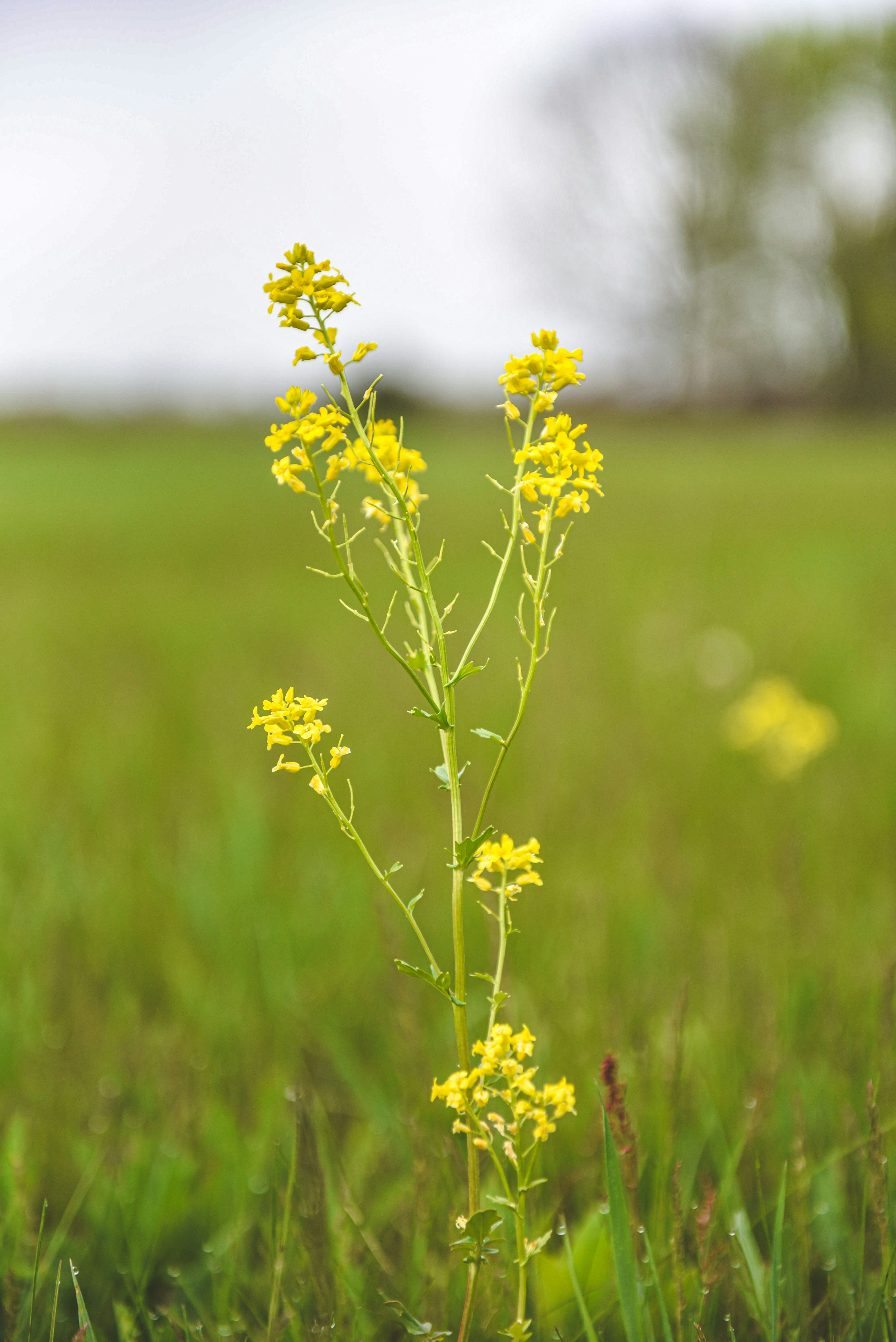 Golden shoots in a sunlit field rise toward a soft horizon
