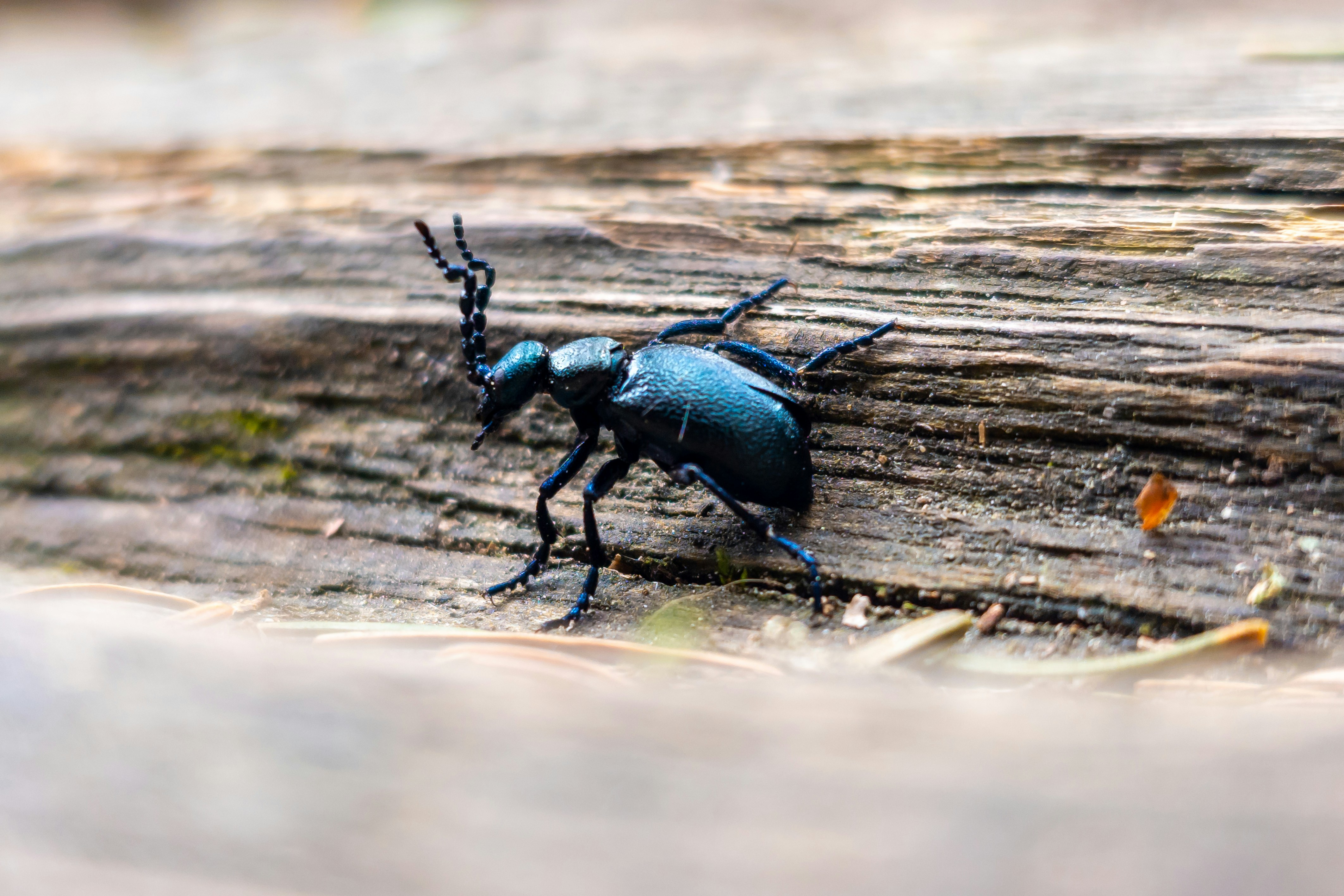 Small blue beetle crossing a weathered log