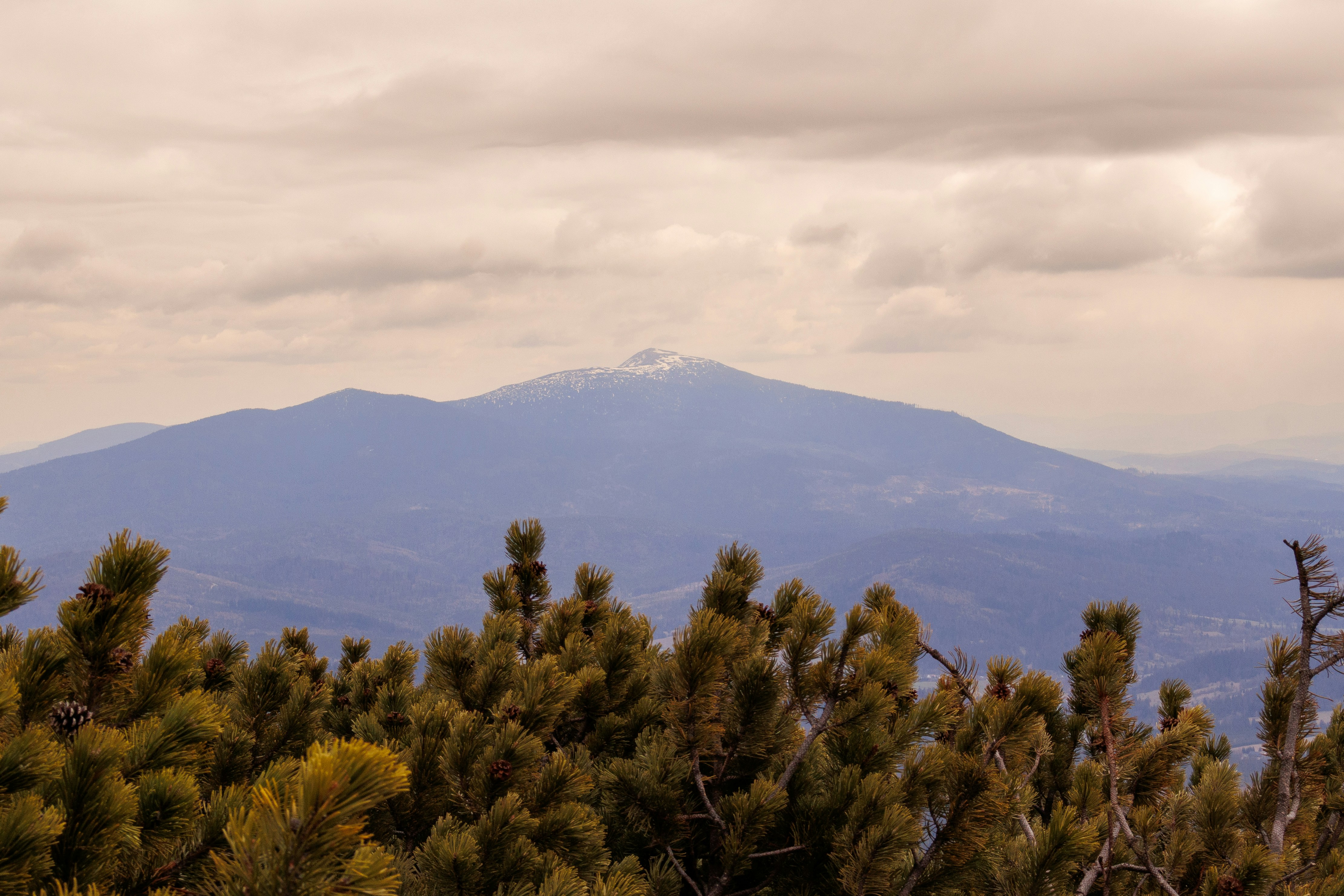 Snow-capped Peak Rising Above Pine Foreground