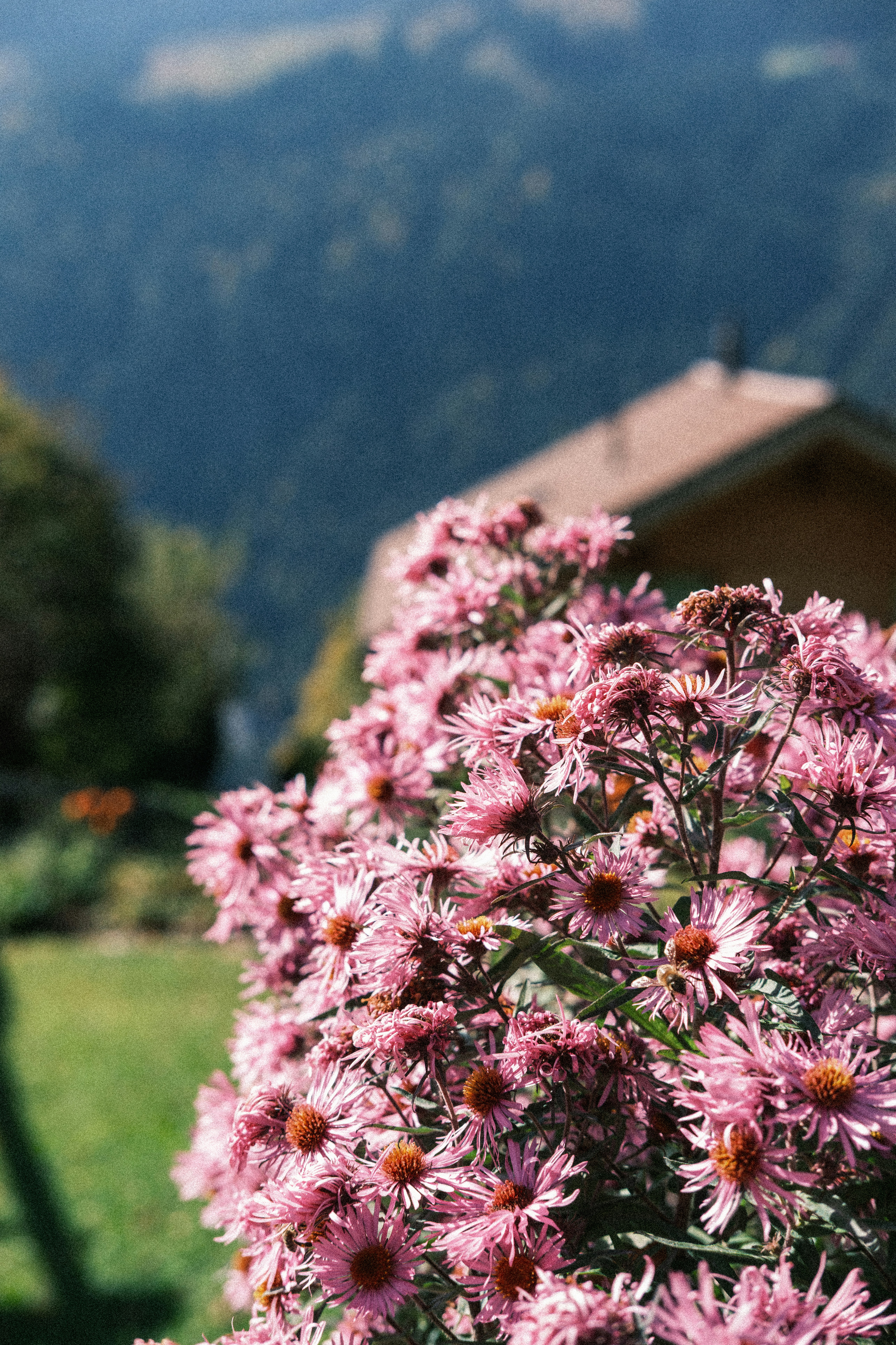 Blooming Cascade: Pink Chrysanthemums in a Mountain Meadow