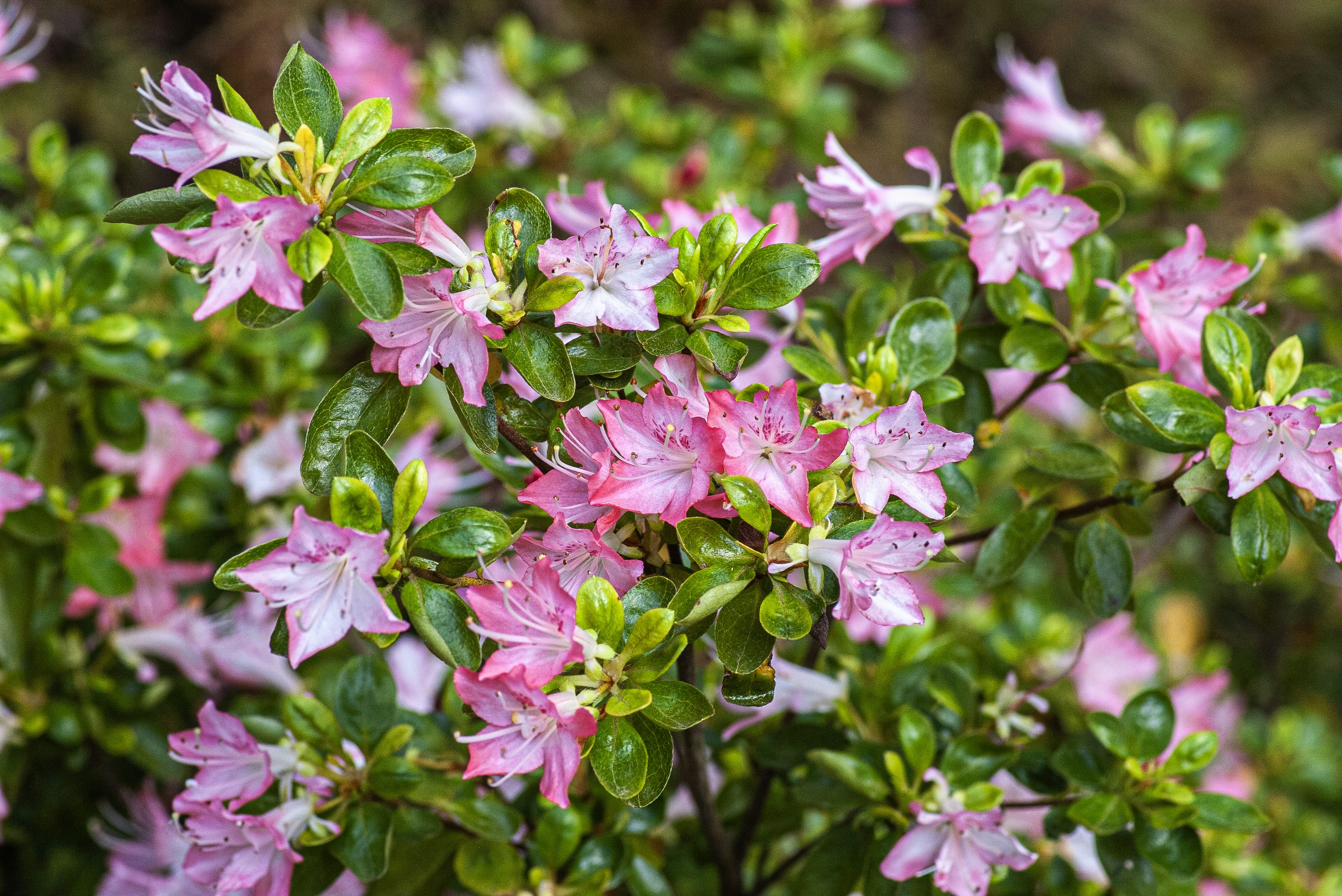 Soft Pink Blooms in a Lush Green Hedge