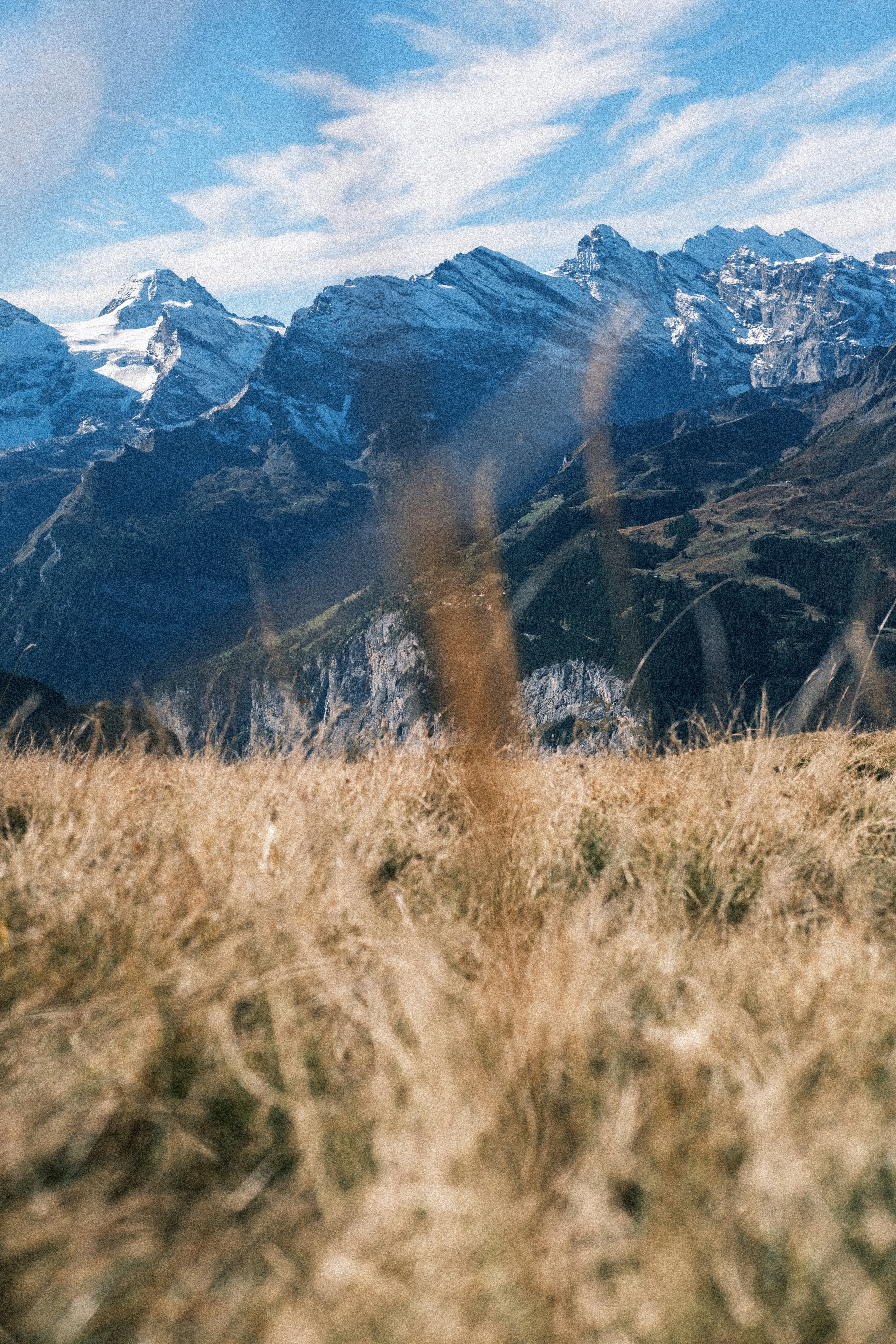 Snow-capped Peaks over Golden Alpine Grass