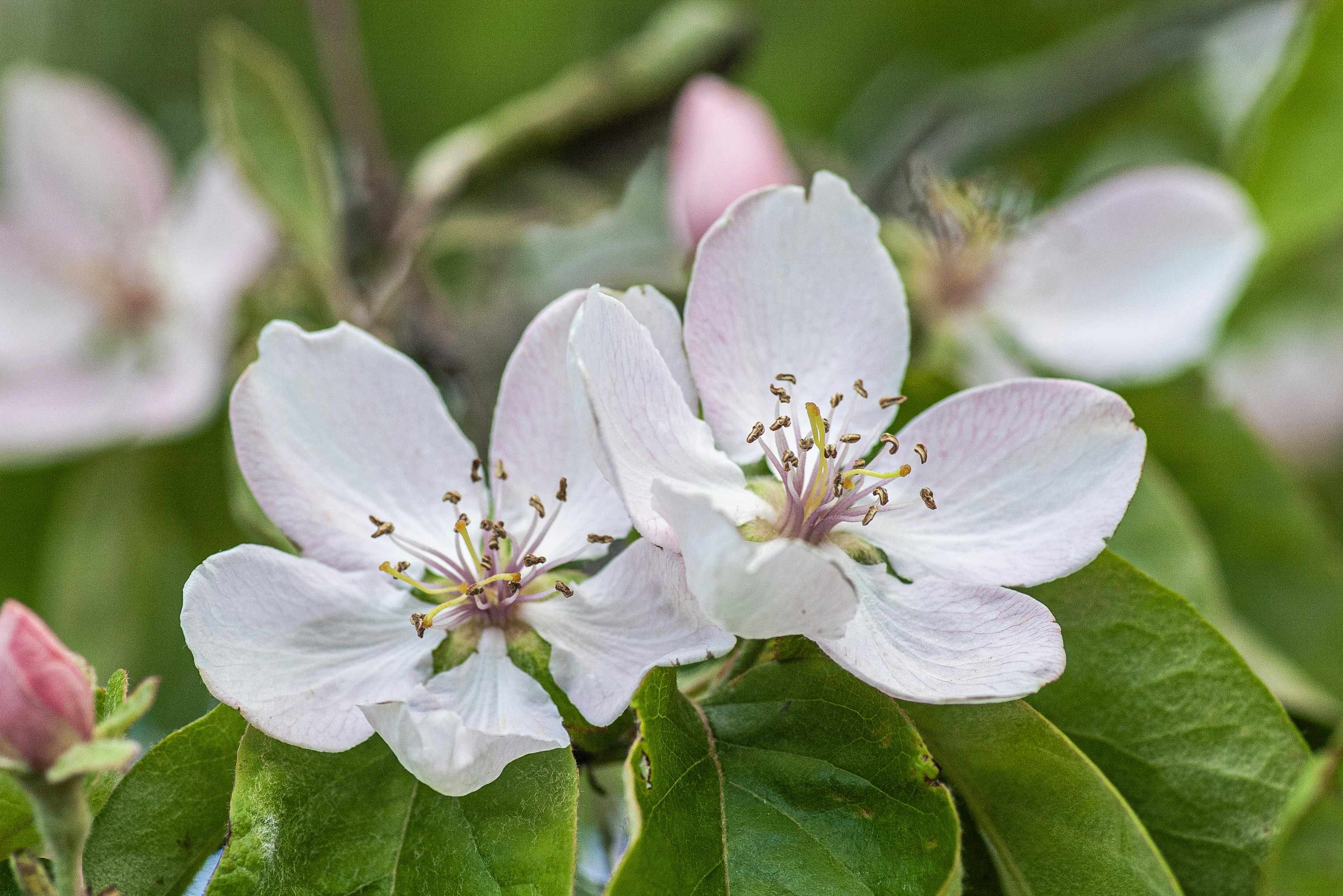 Blossoms in Soft Focus: A Pair of Pale Pink Apple Flowers Framed by Verdant Leaves