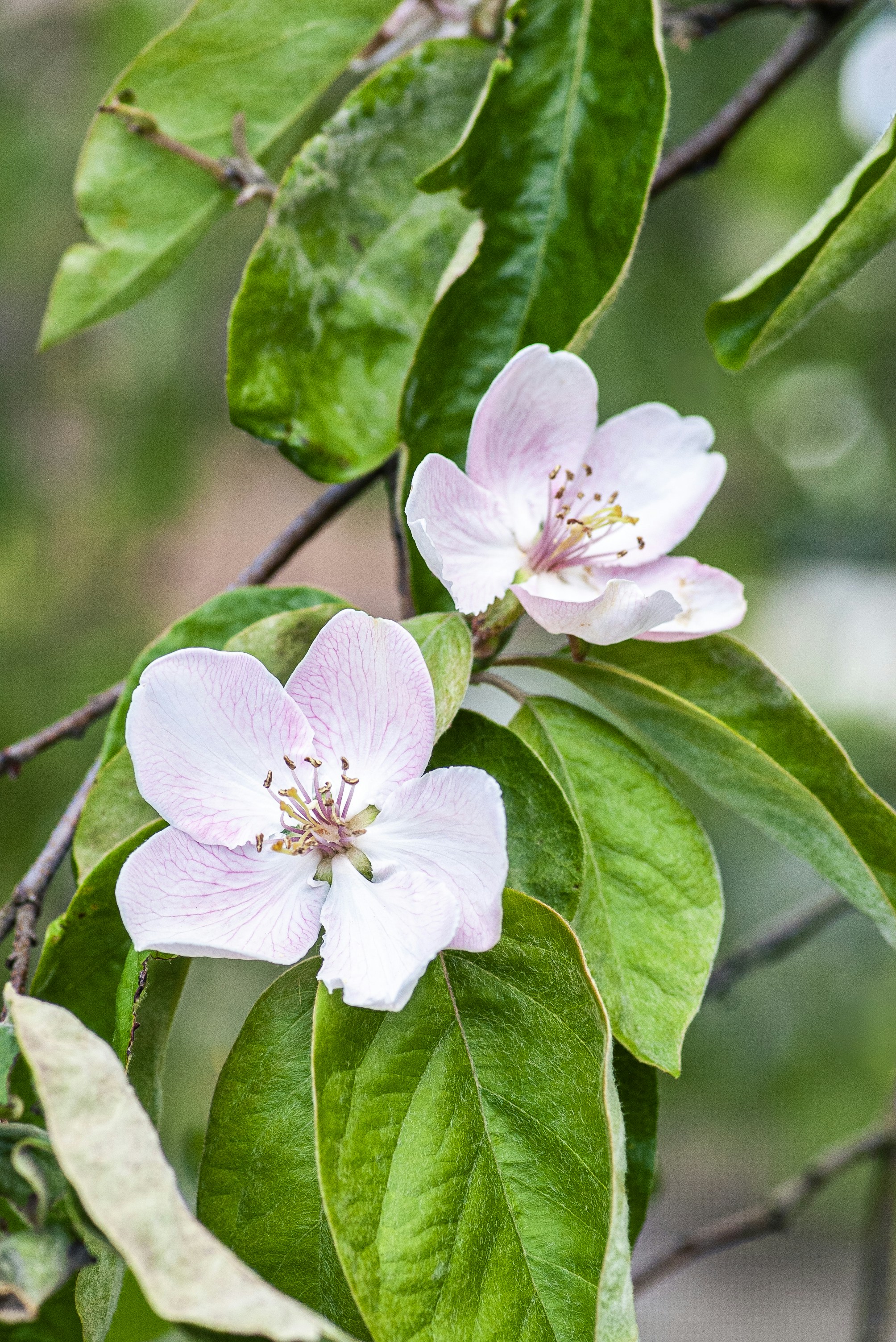 Blush-petal Bloom framed by glossy green leaves