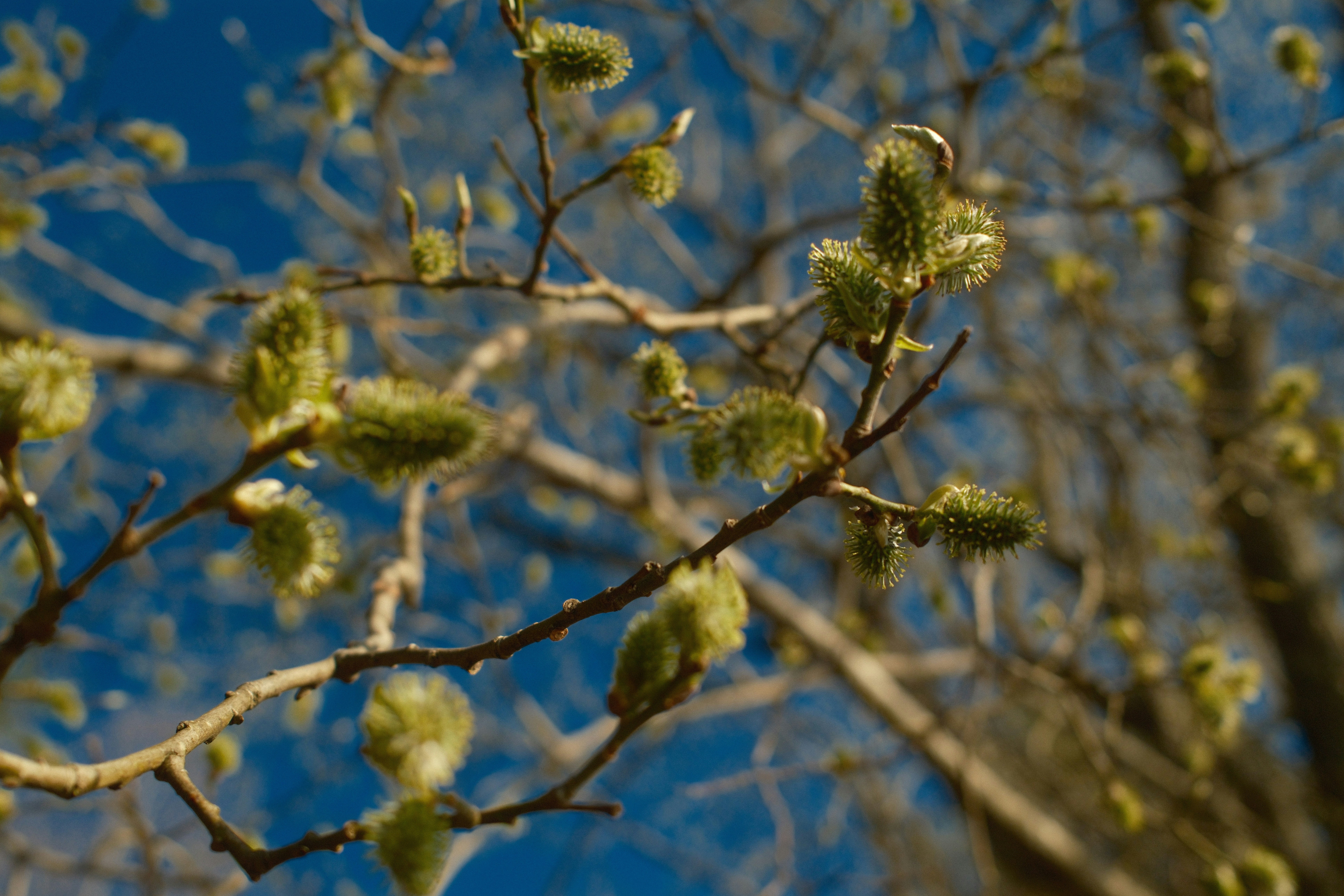 Emerald Buds against a Cerulean Sky