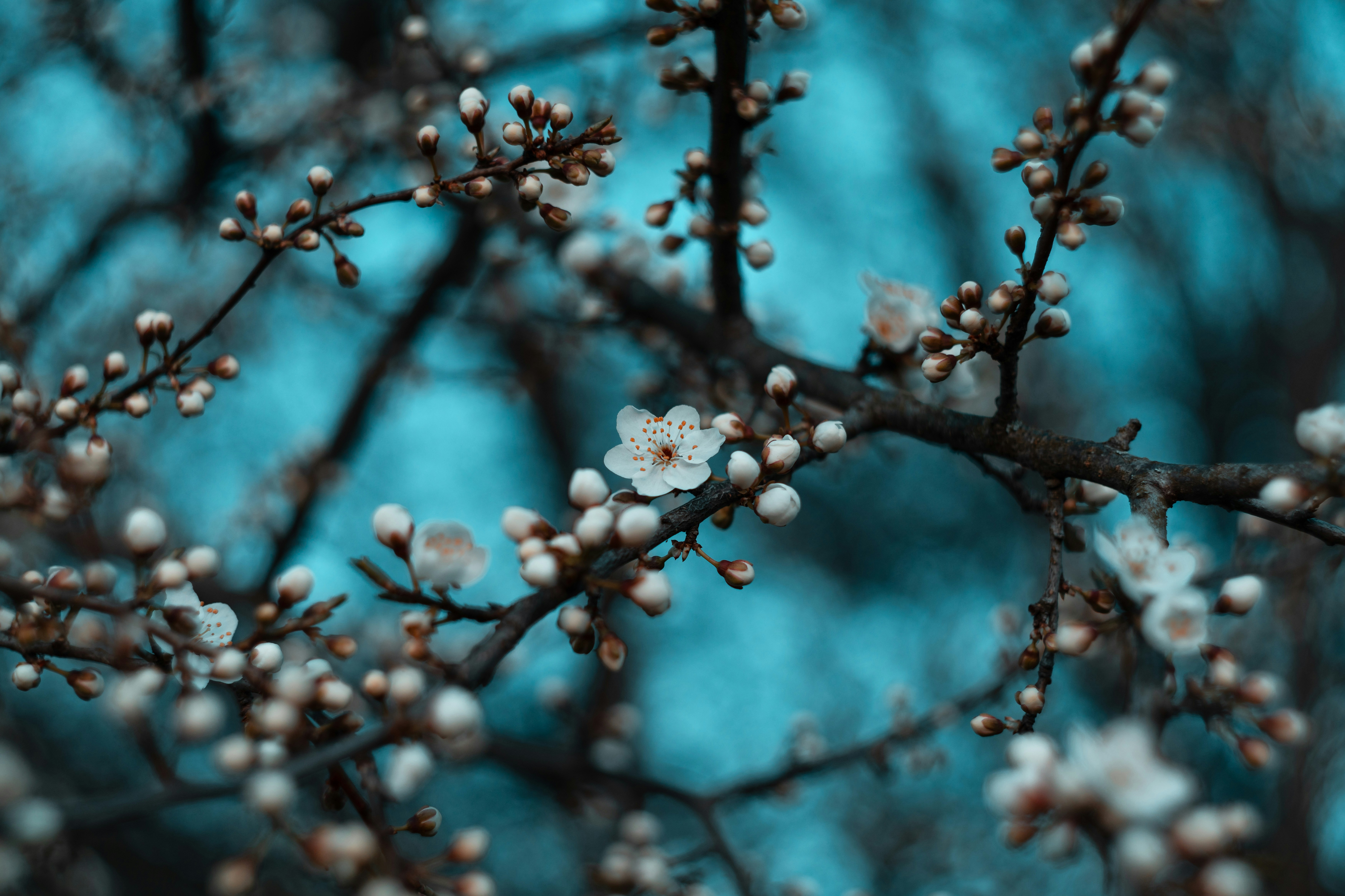 Blossoms in a Cyan Canopy