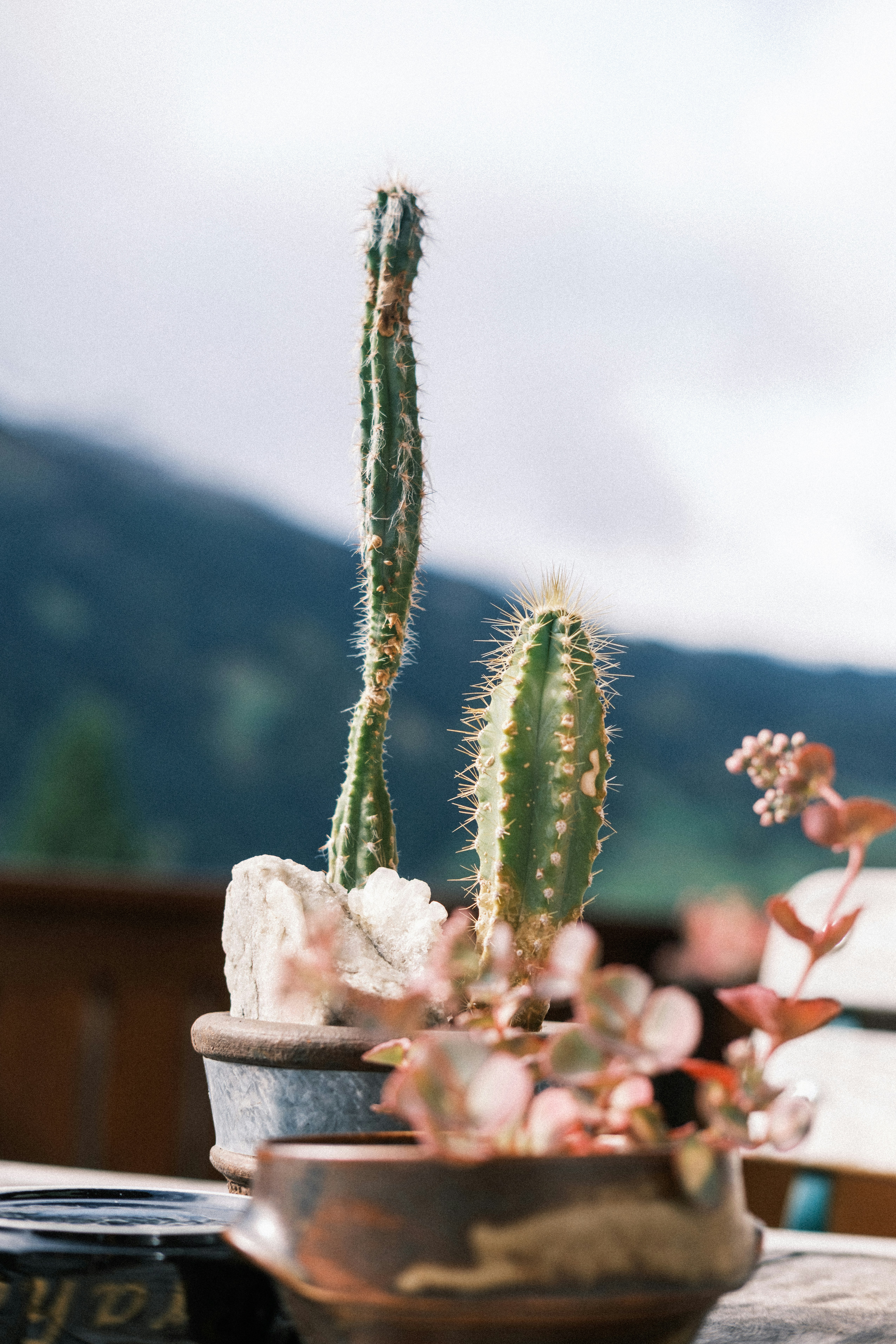 Desert Succulents on a Weathered Balcony