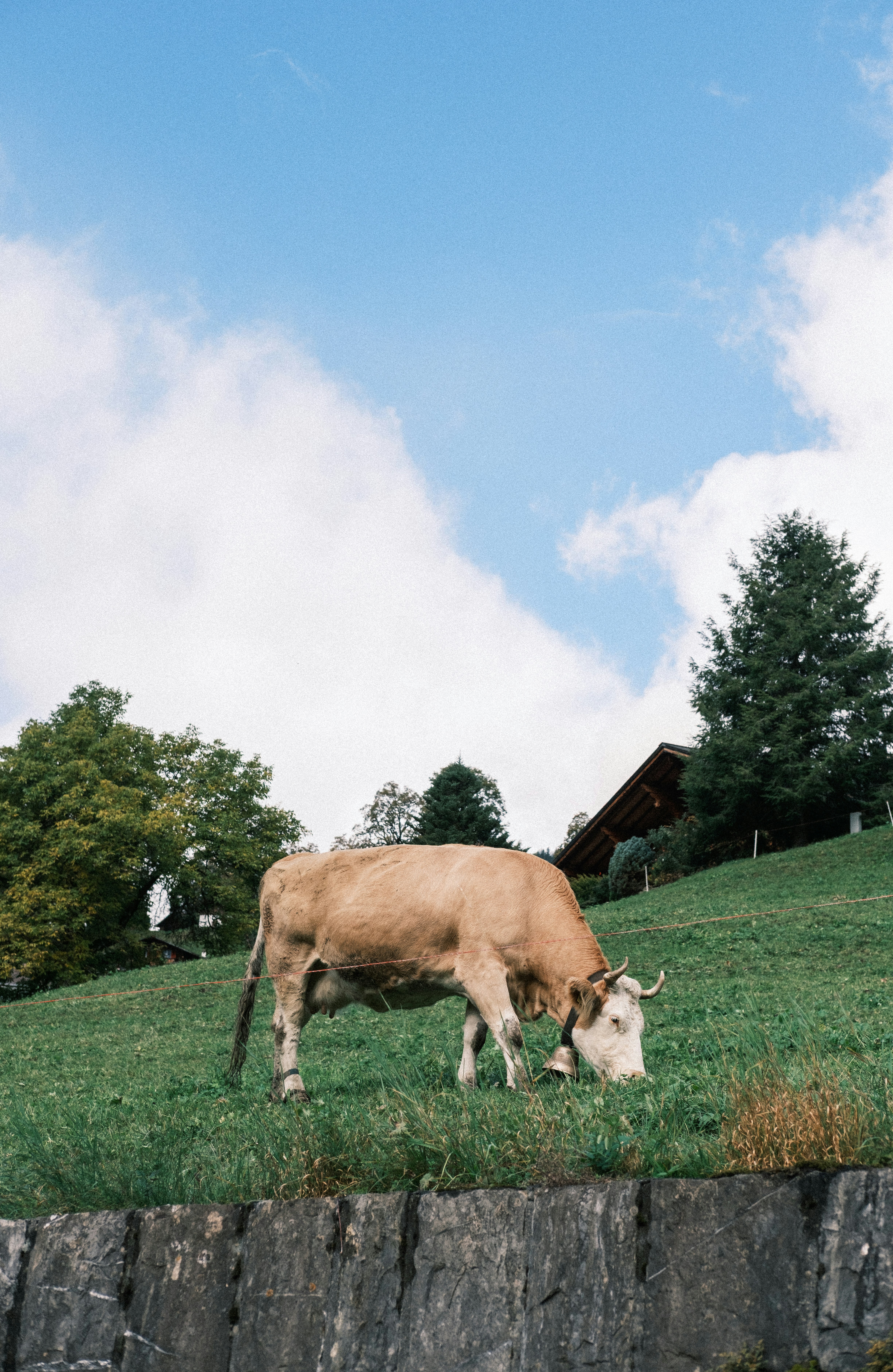 Pasture Sentinel: A Cow Grazes with the Mountain Backdrop