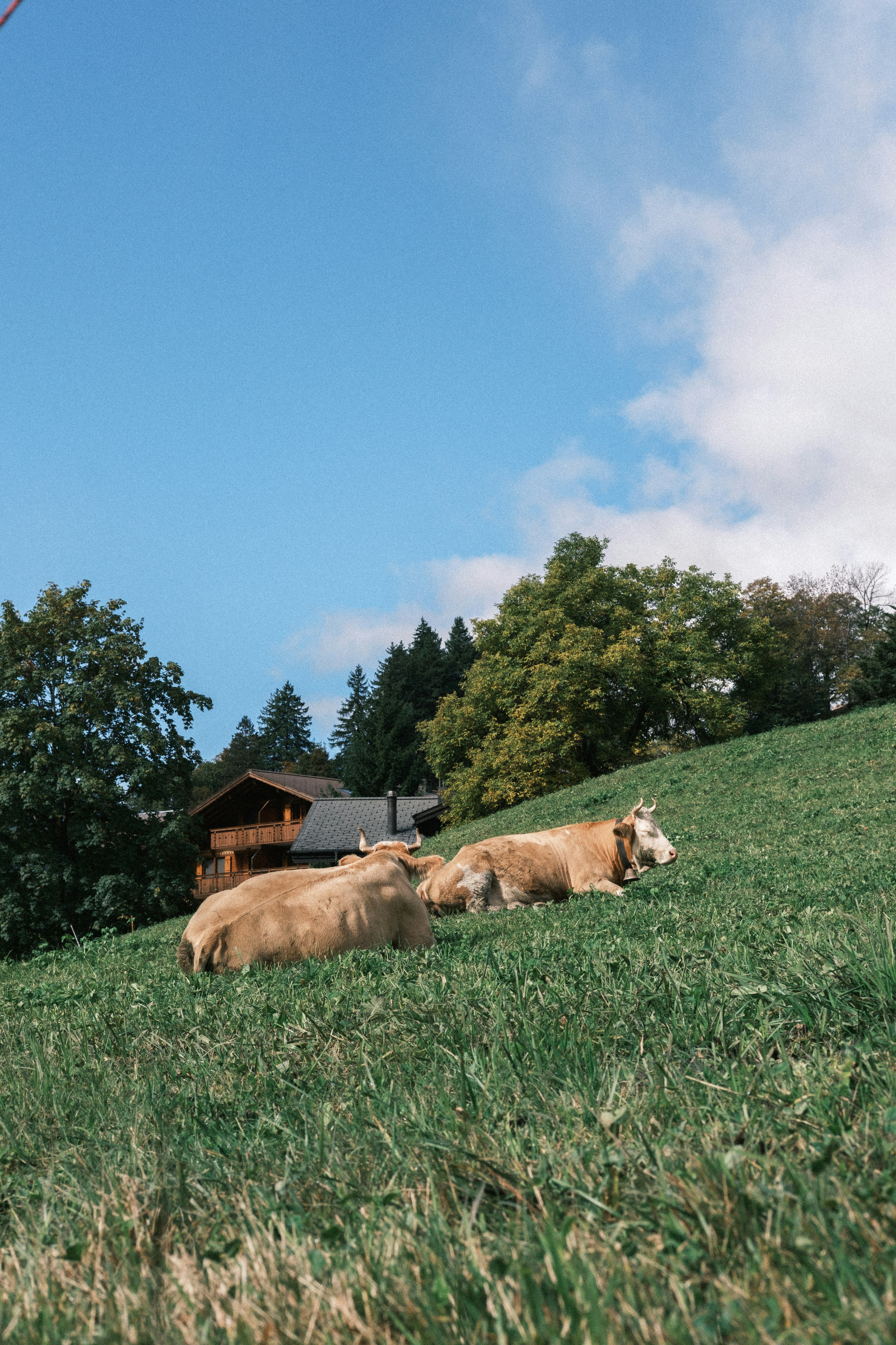 Cows Rest on a Sunlit hillside with a Wooden Cabin Backdrop