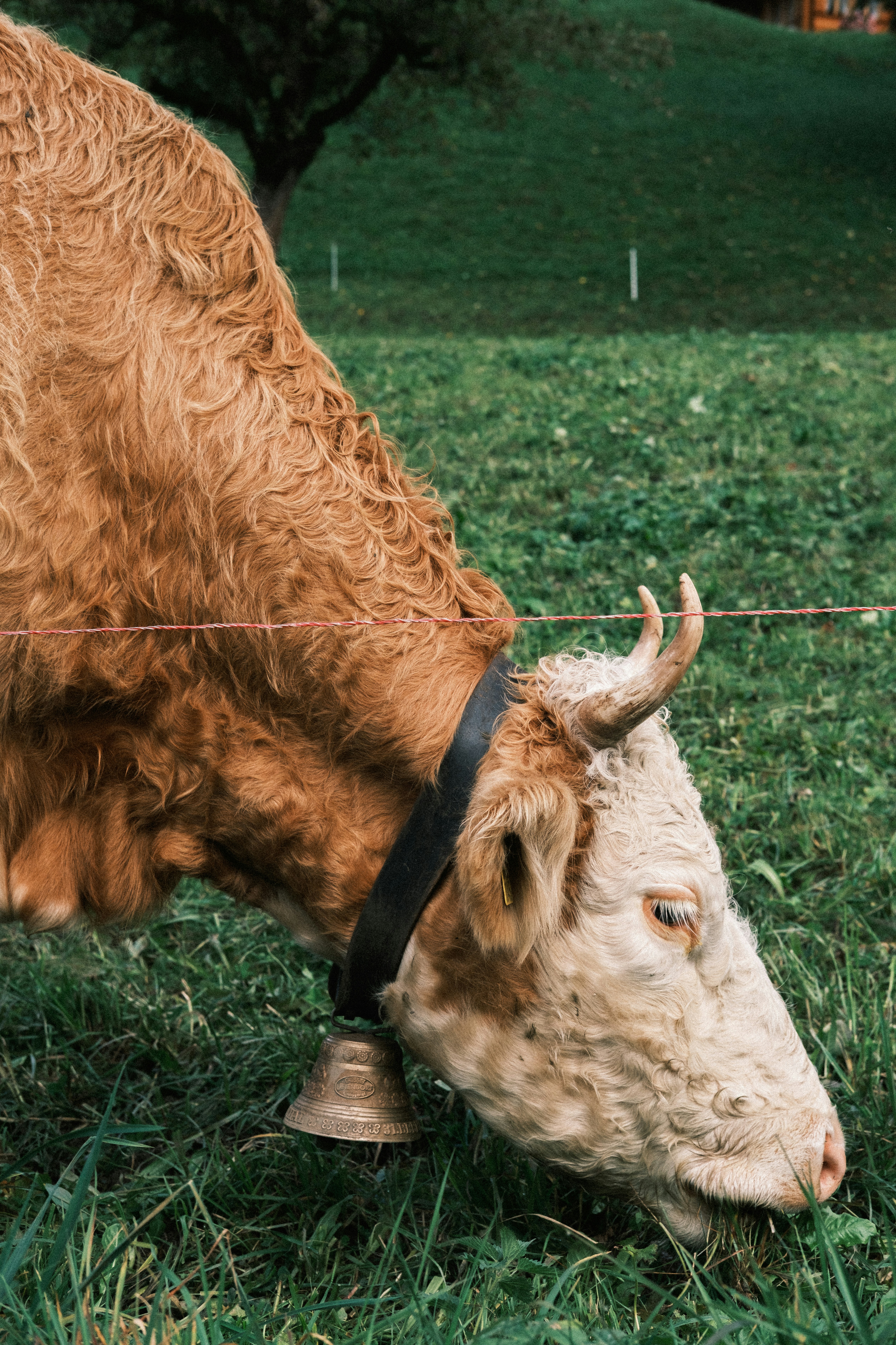 Pasture Communion: A Brown Cow Nuzzles the White Bull as Grass Stretches Into Distant Hills