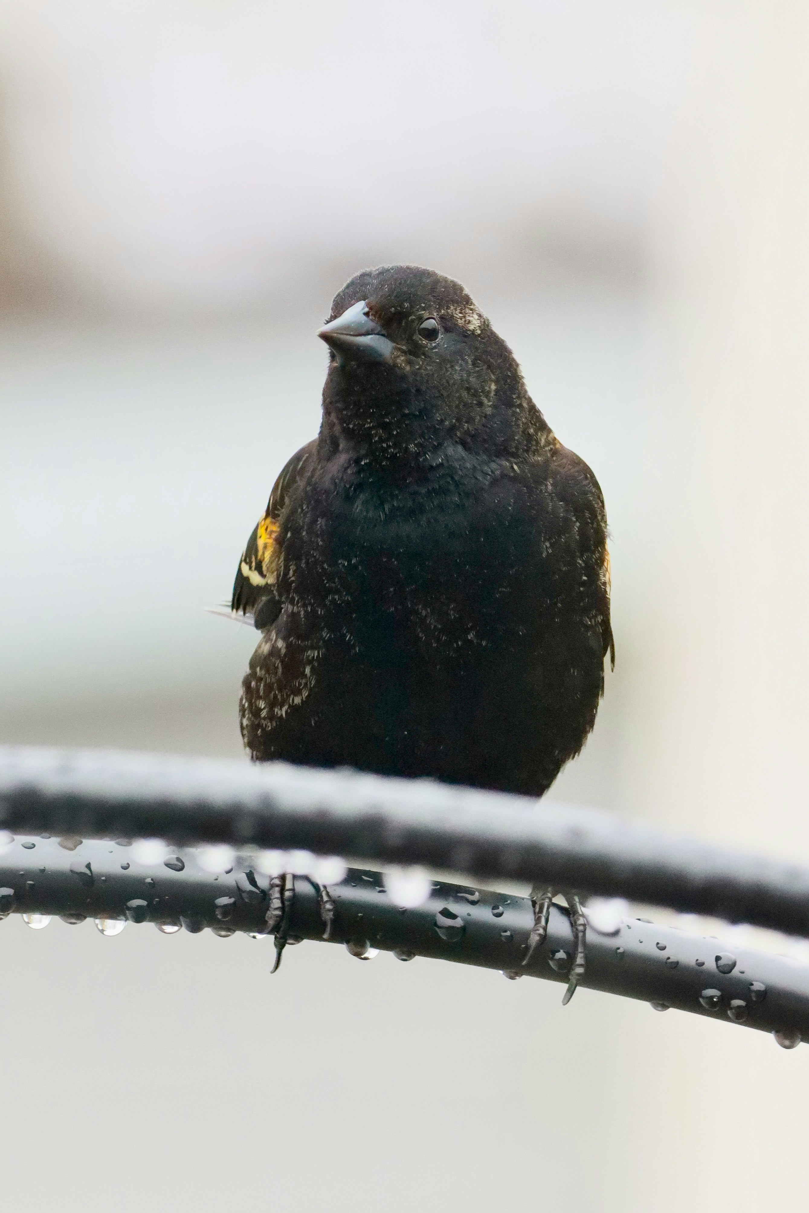 Shimmering Common Blackbird Perched on a Rain-Damp Rail