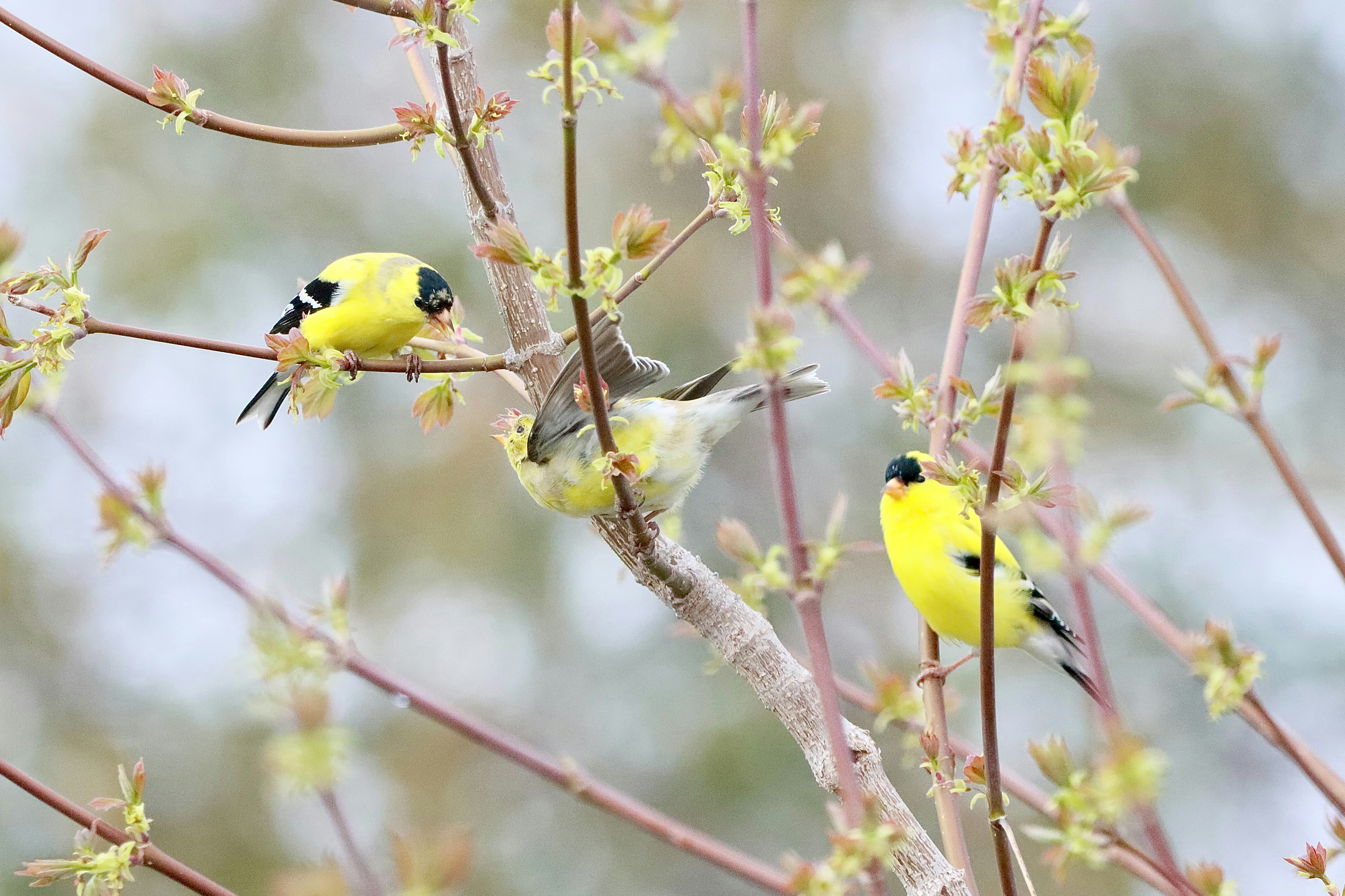 Two Yellow Warblers Perched Among Budding Branches