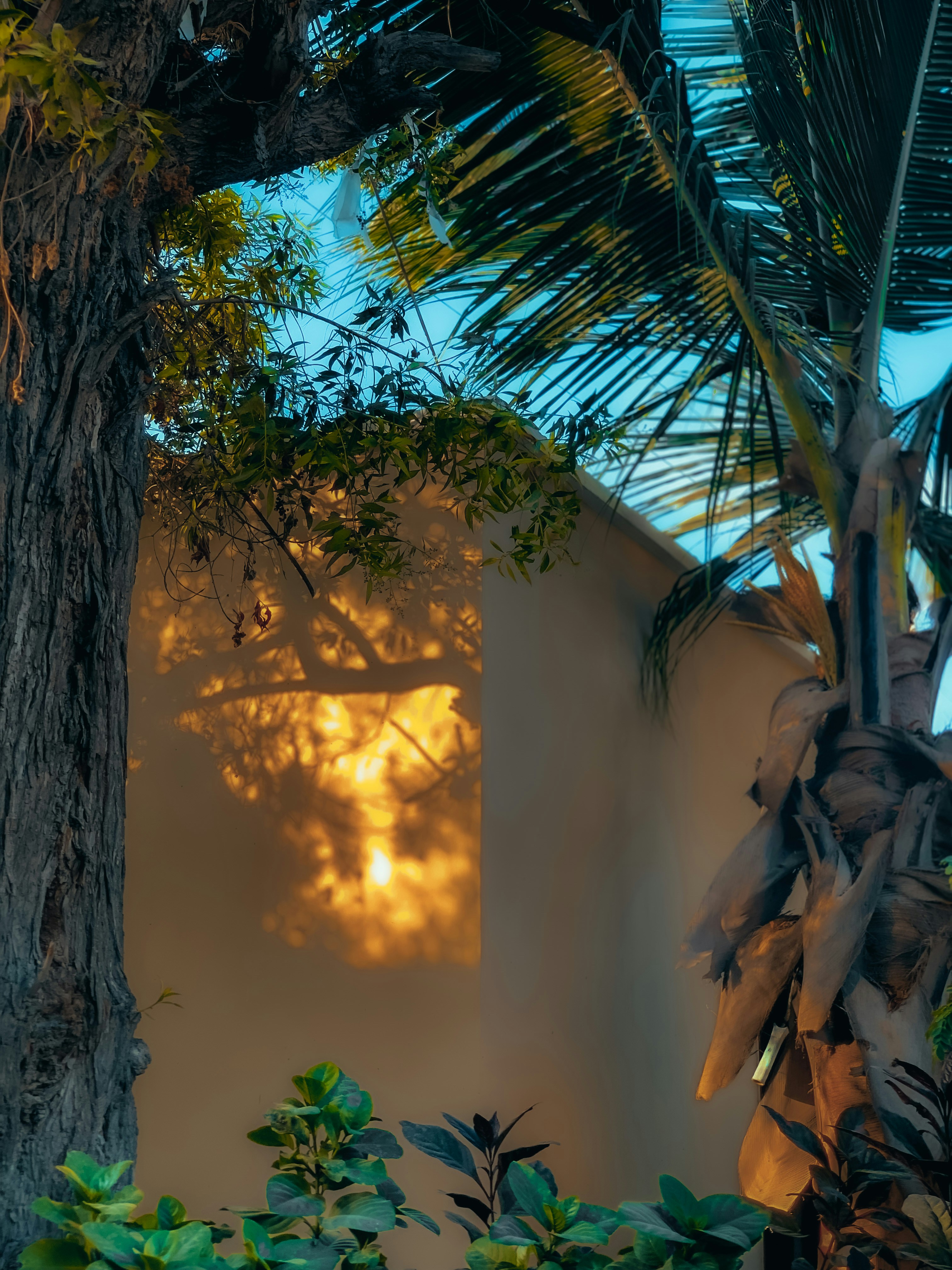 Sunlit Shadow Play Behind the Garden Wall