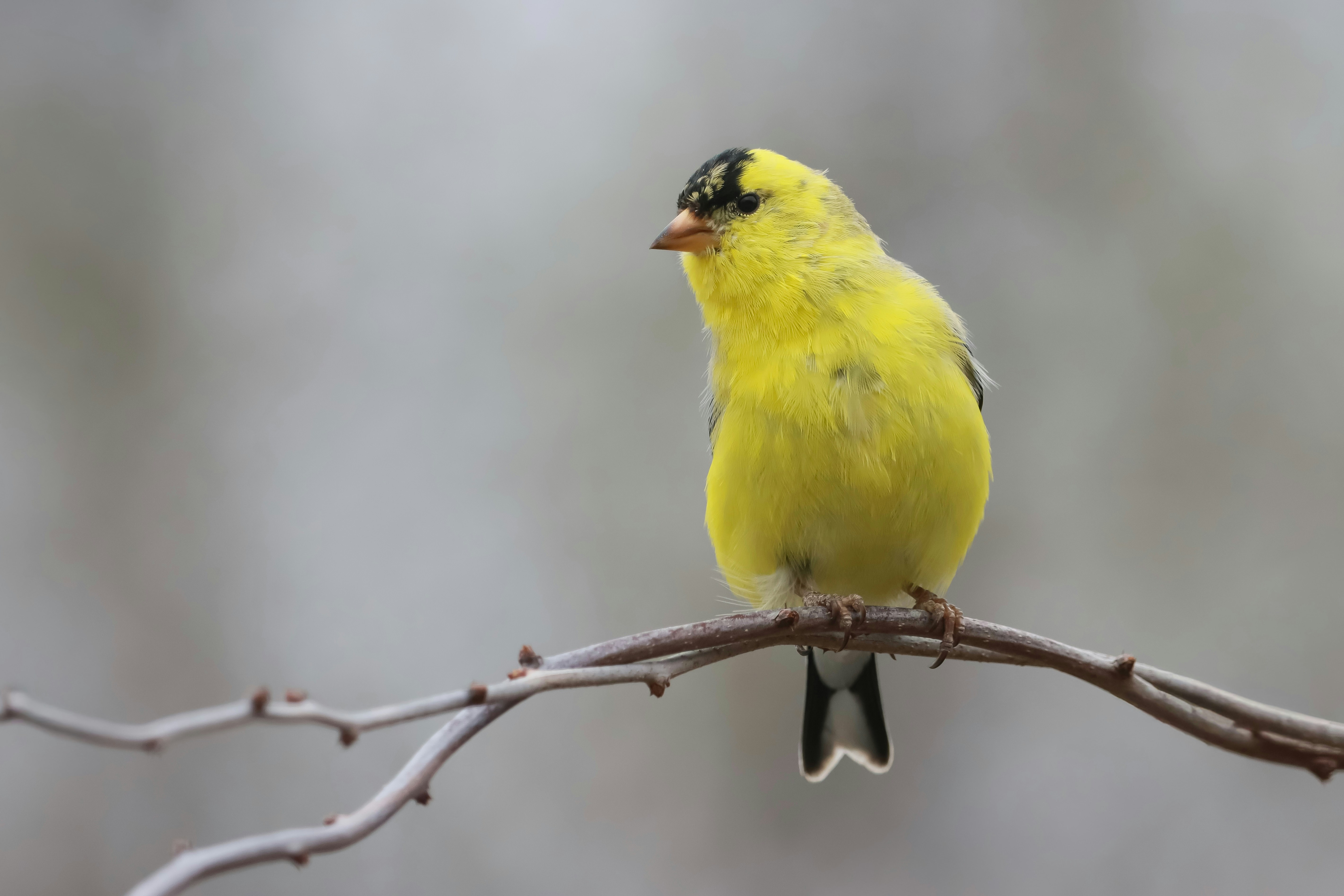 Yellow Warbler on a Bare Branch: A Seed of Spring in Soft Focus