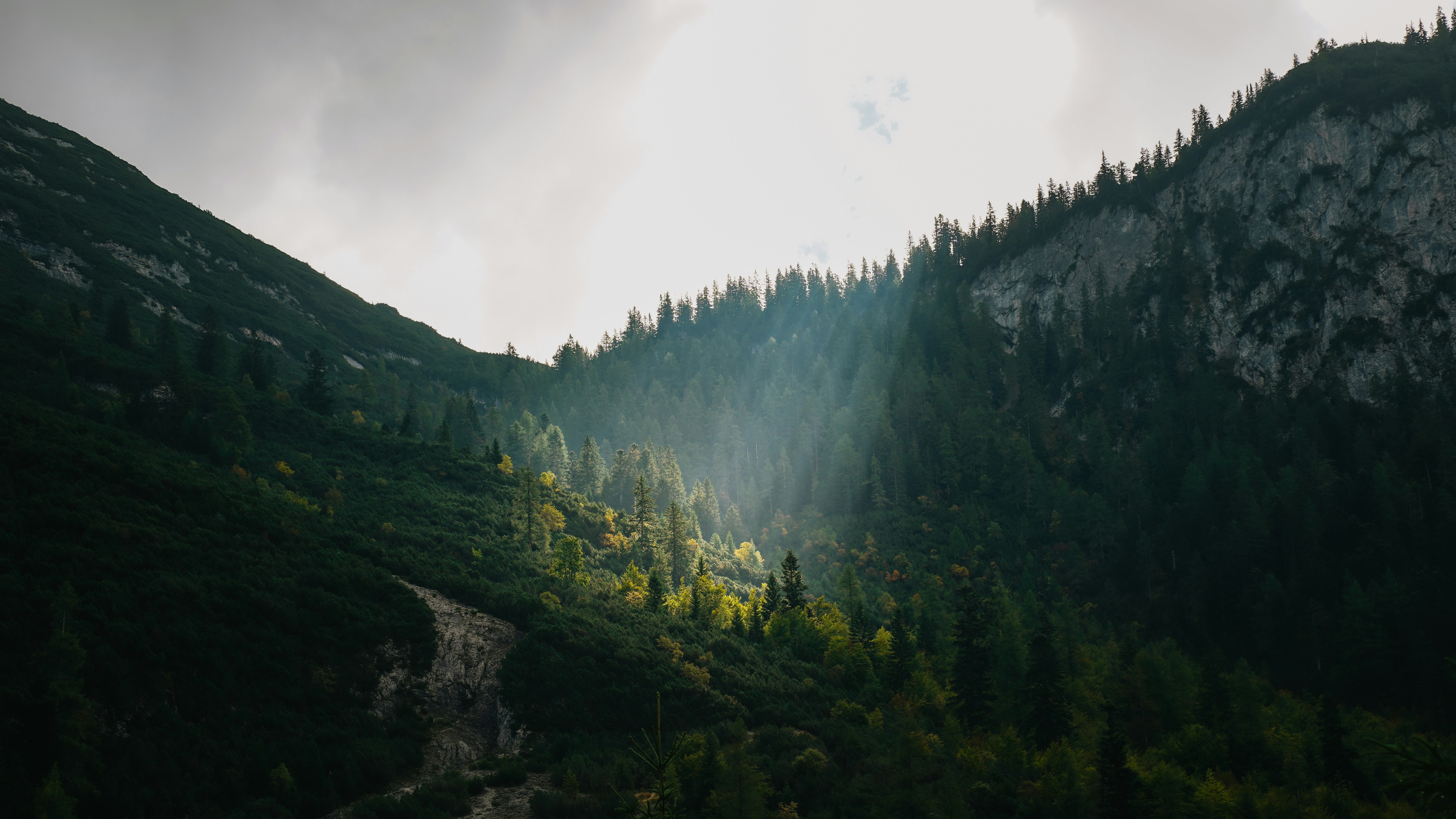 Sunlit Clearing in a Pine-Guarded Valley