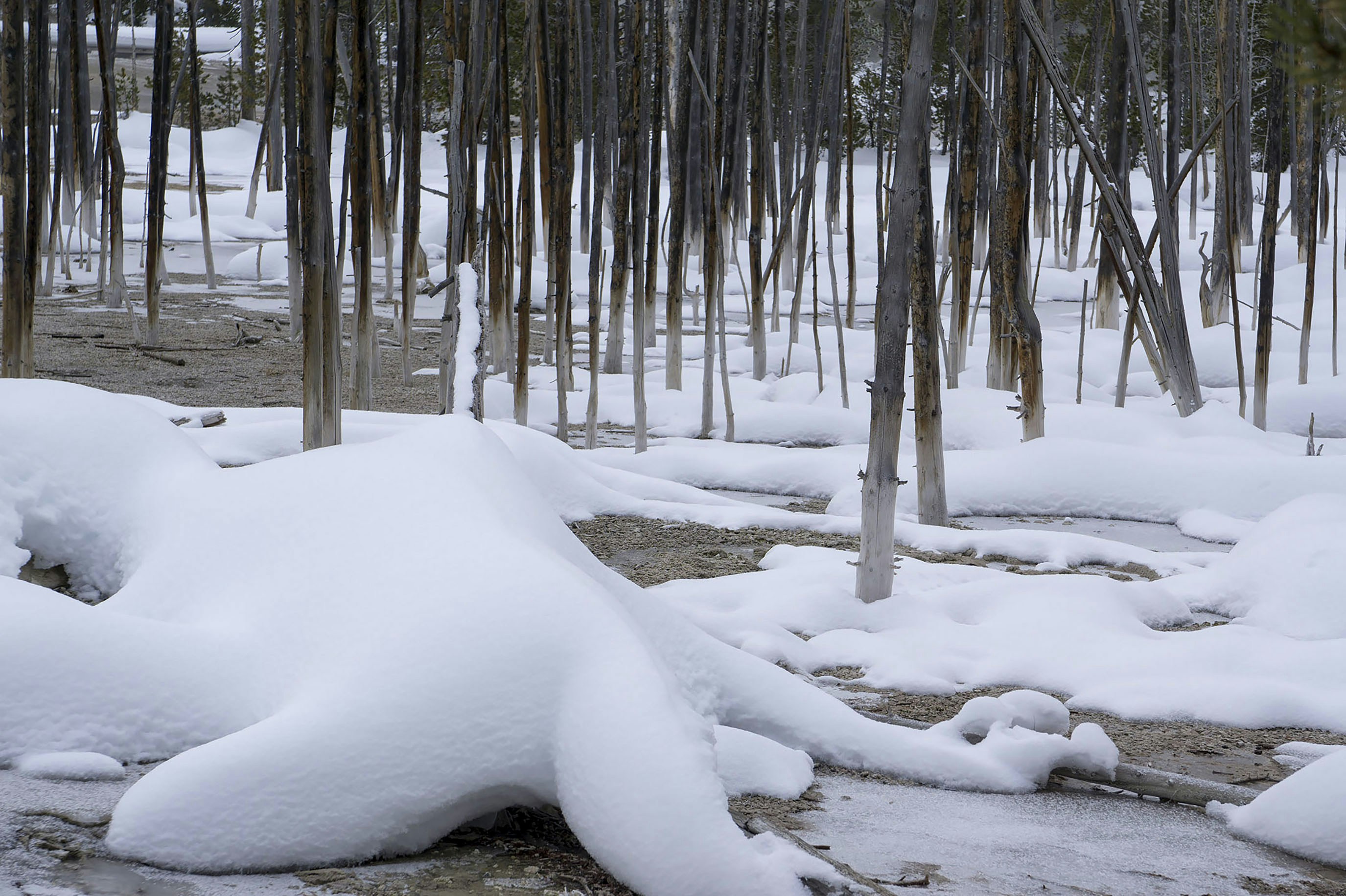 Winter Pines: Snowdrifts Sculpting the Silent Forest Floor