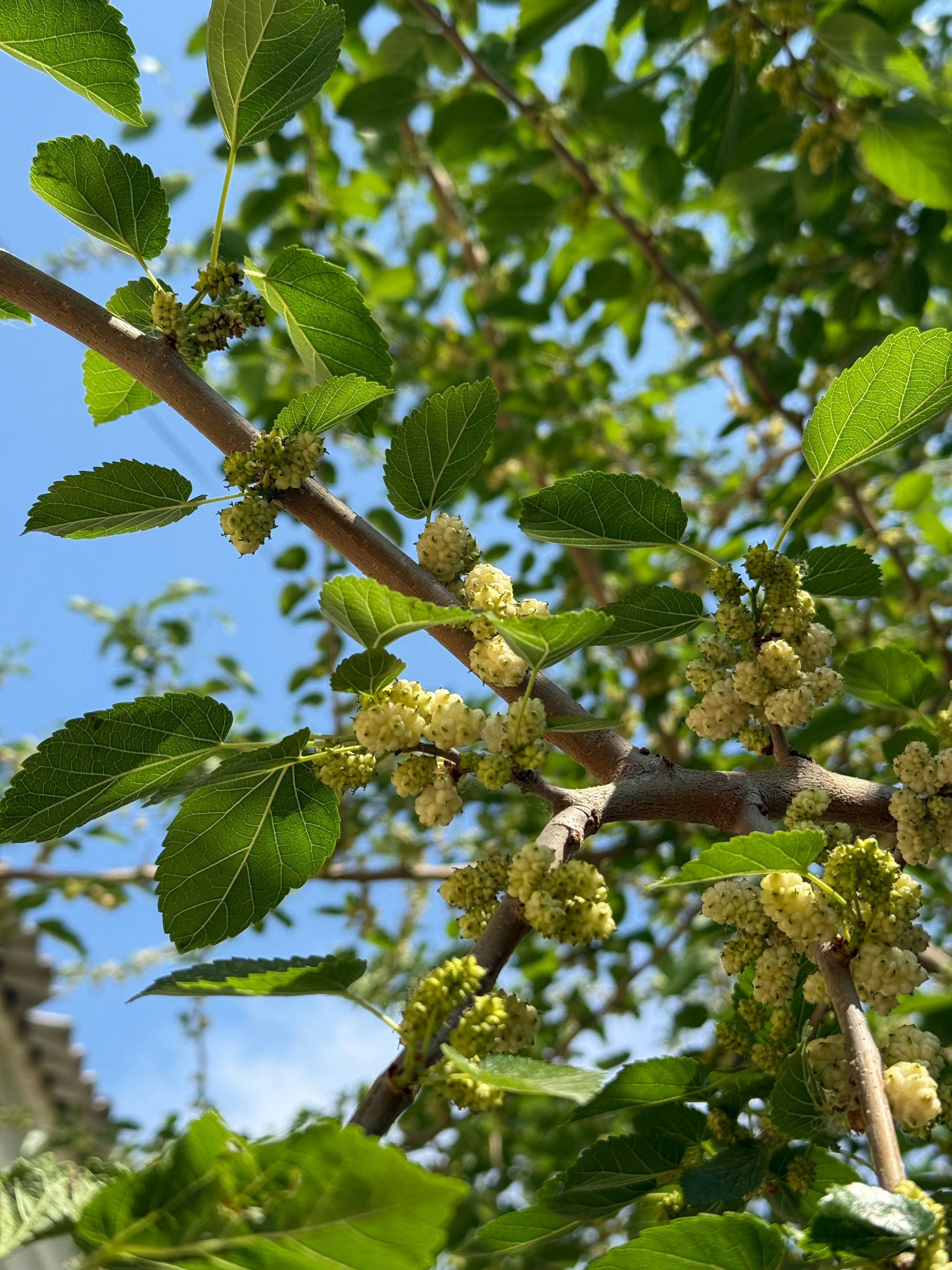 Sunlit clusters: blossoms along a sun-dappled branch
