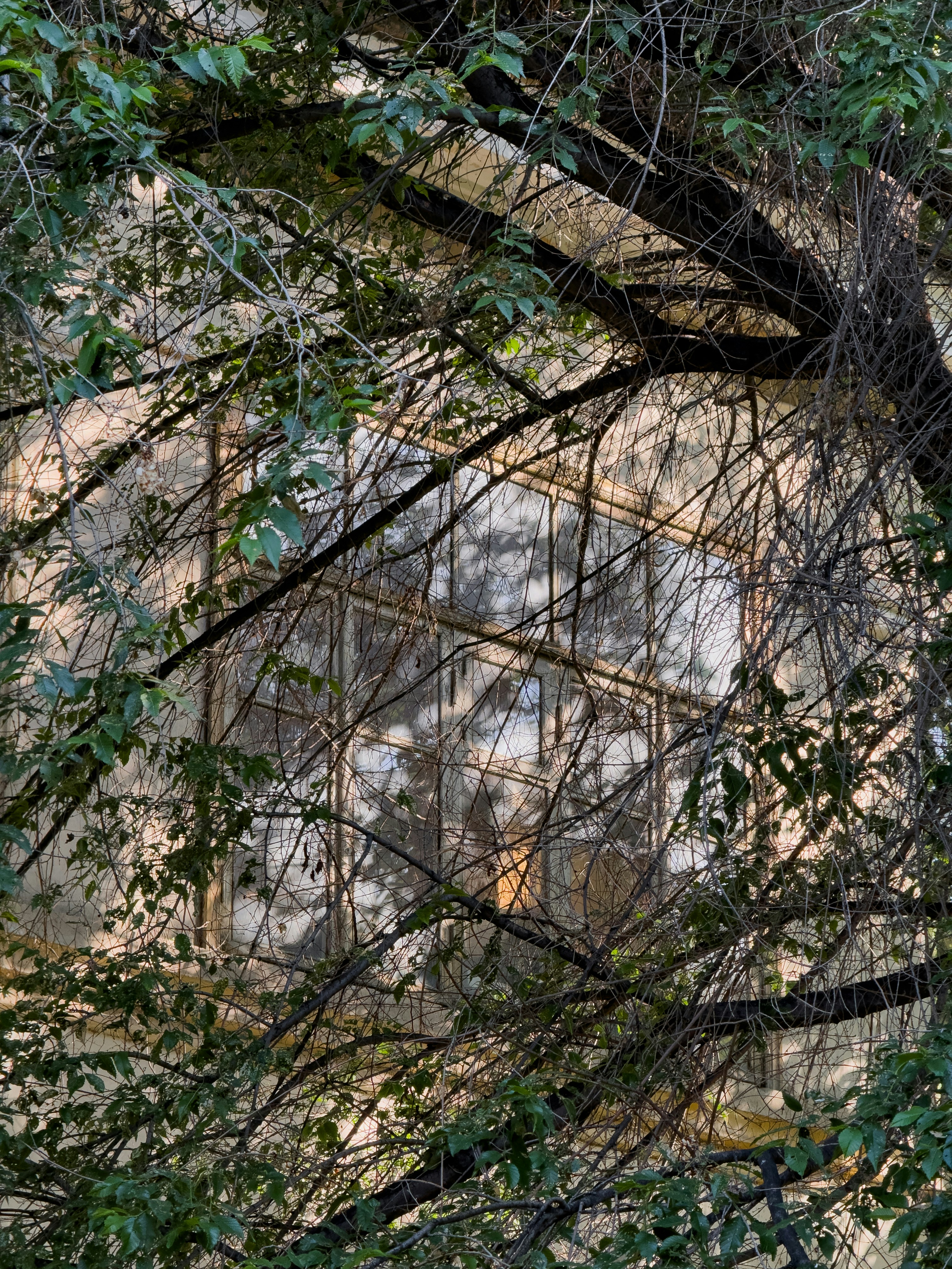 Hidden Glass in a Ivy-Covered Window
