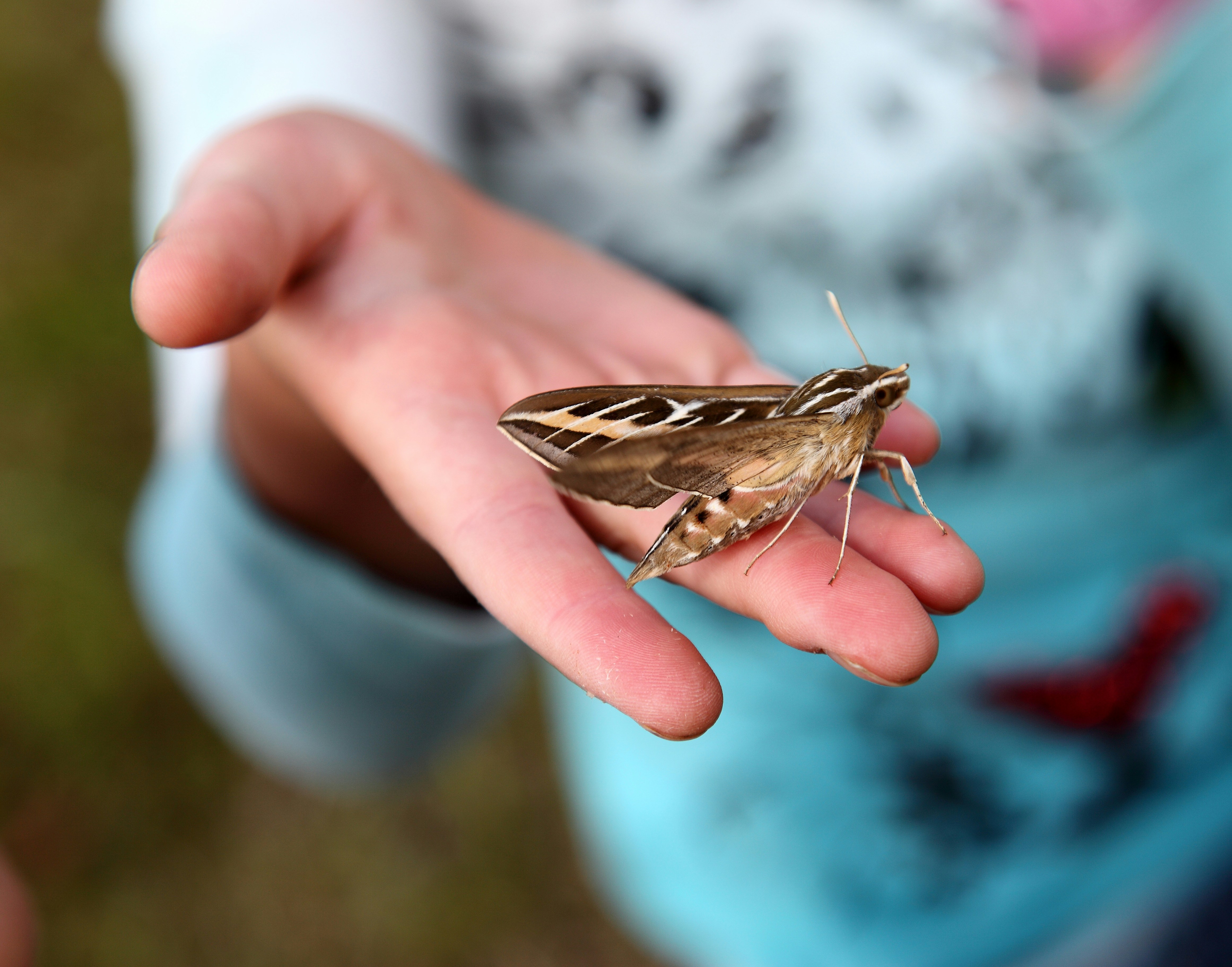 Butterfly in Hand: Delicate Moment of Nature and Human Connection